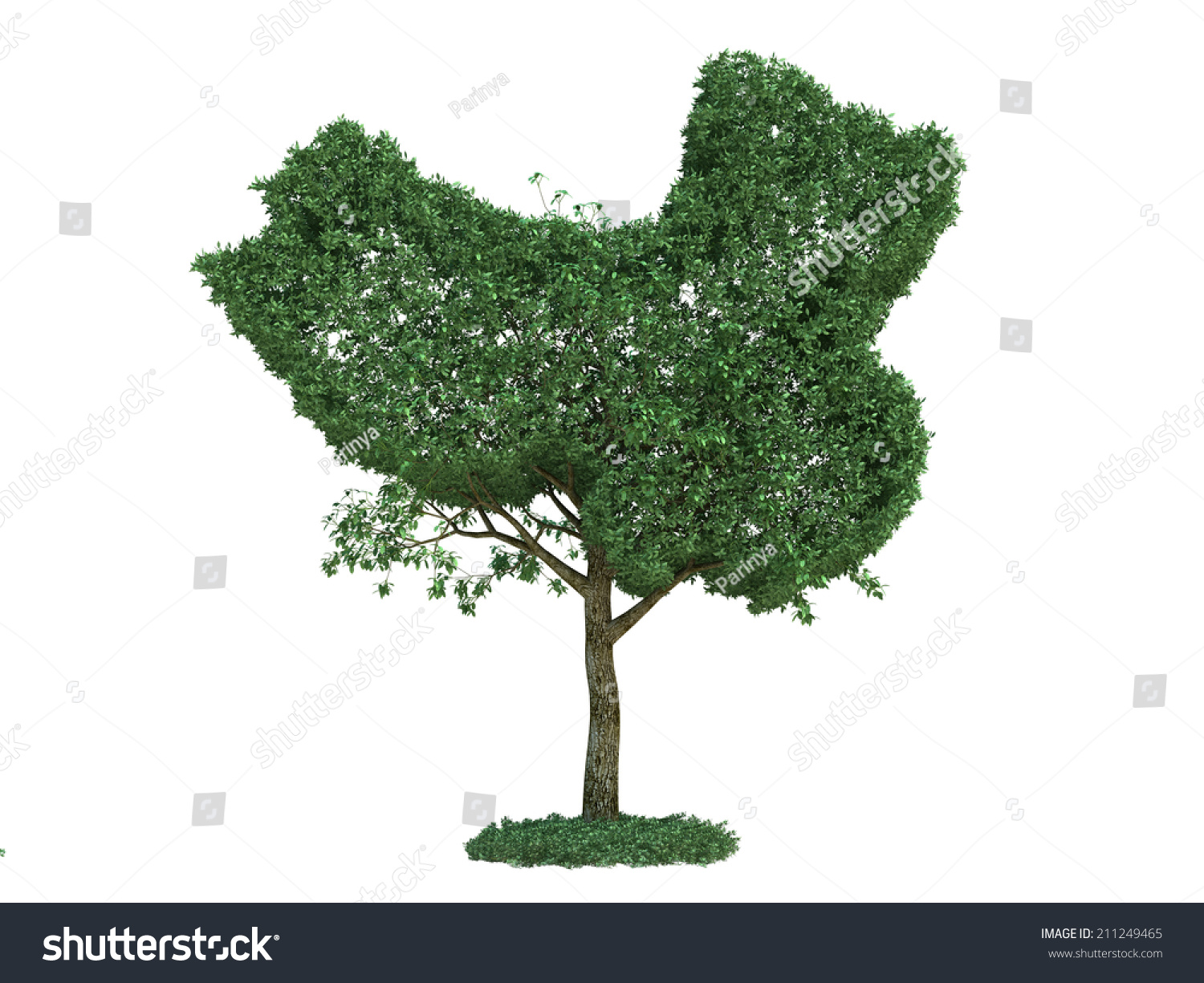China Map Tree Stock Illustration 211249465 | Shutterstock