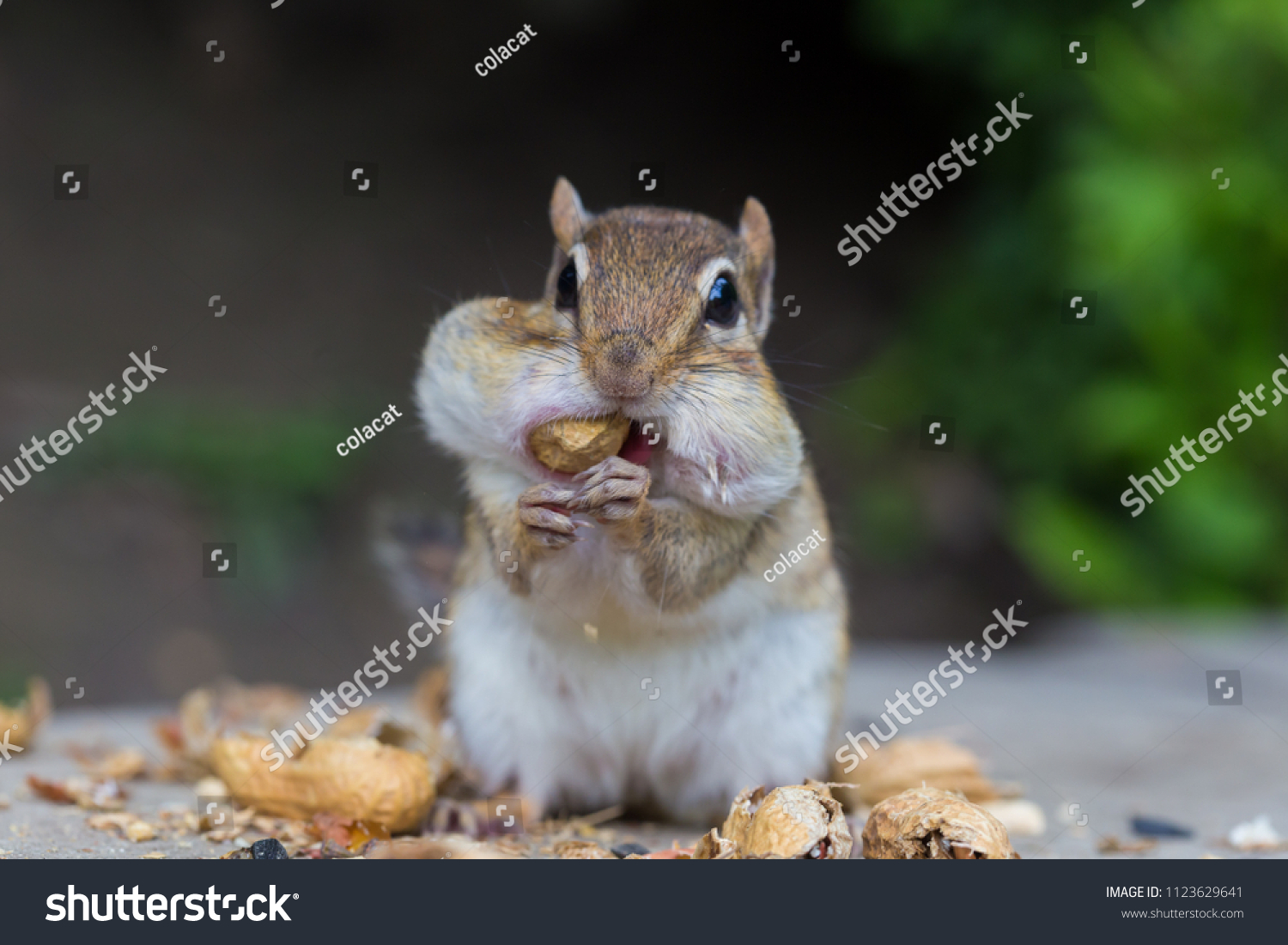 2,830 Squirrel cheeks Images, Stock Photos & Vectors | Shutterstock