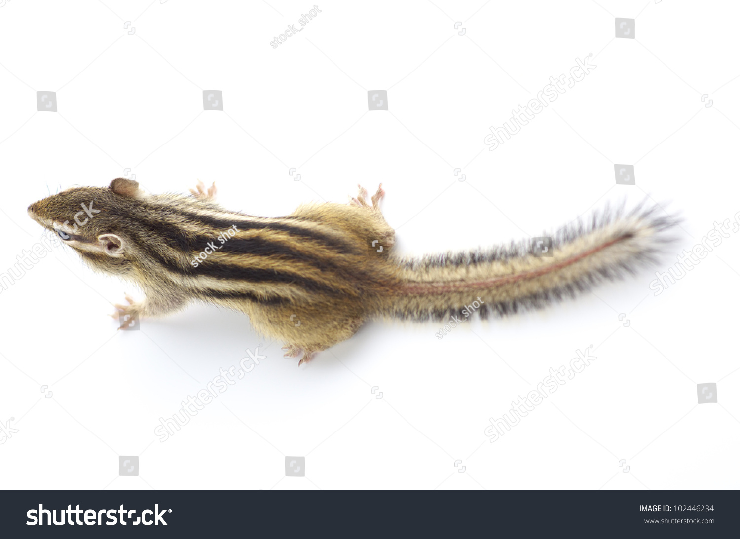 Chipmunk'S Back Stock Photo 102446234 : Shutterstock