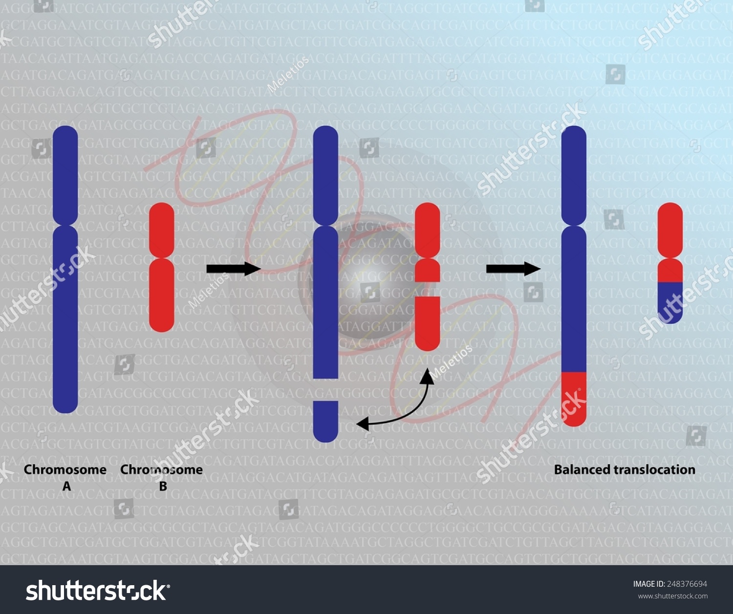 Chromosomal Translocation Stock Illustration 248376694 Chromosomal Translocation Stock Illustration 248376694