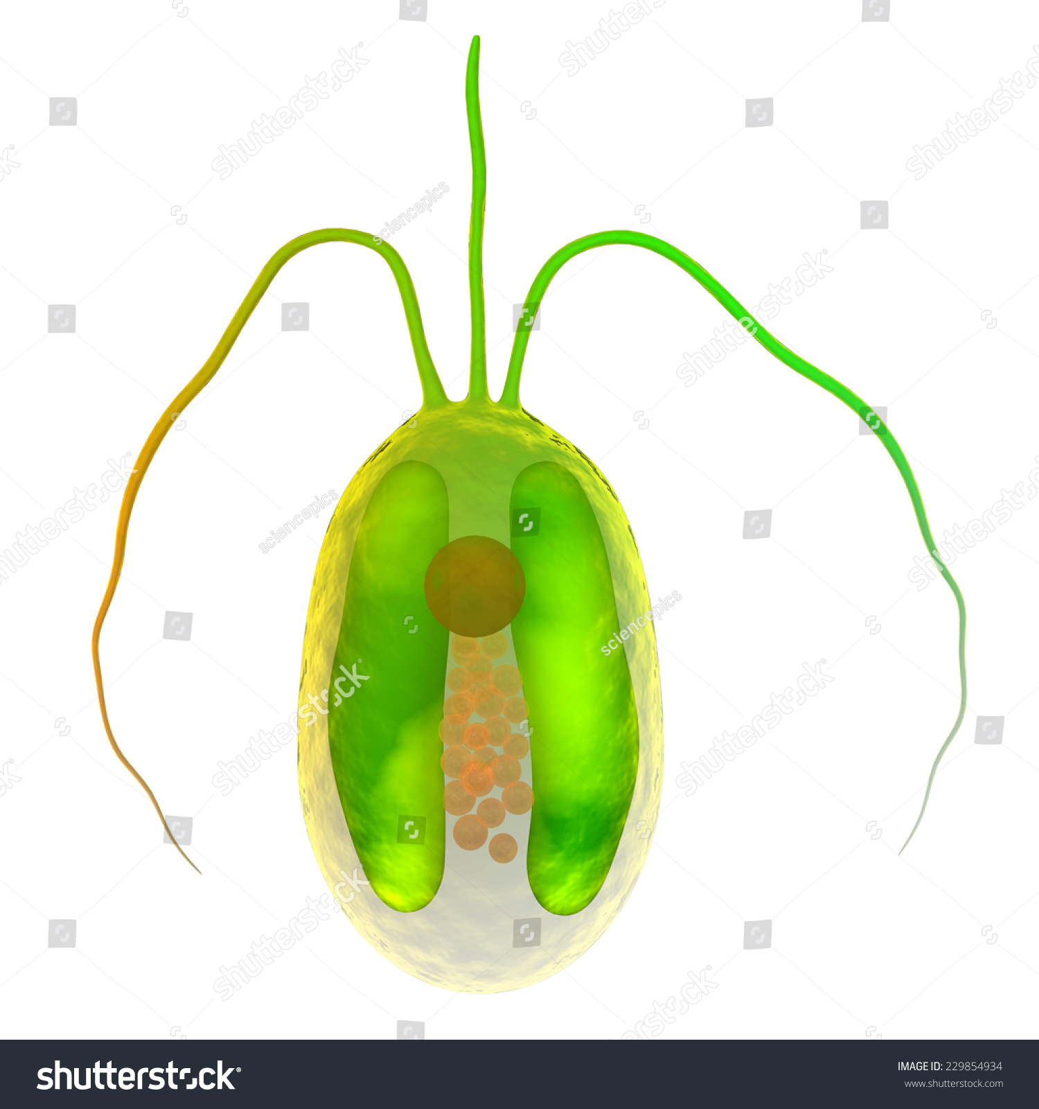 Chrysophyta Images, Stock Photos & Vectors | Shutterstock