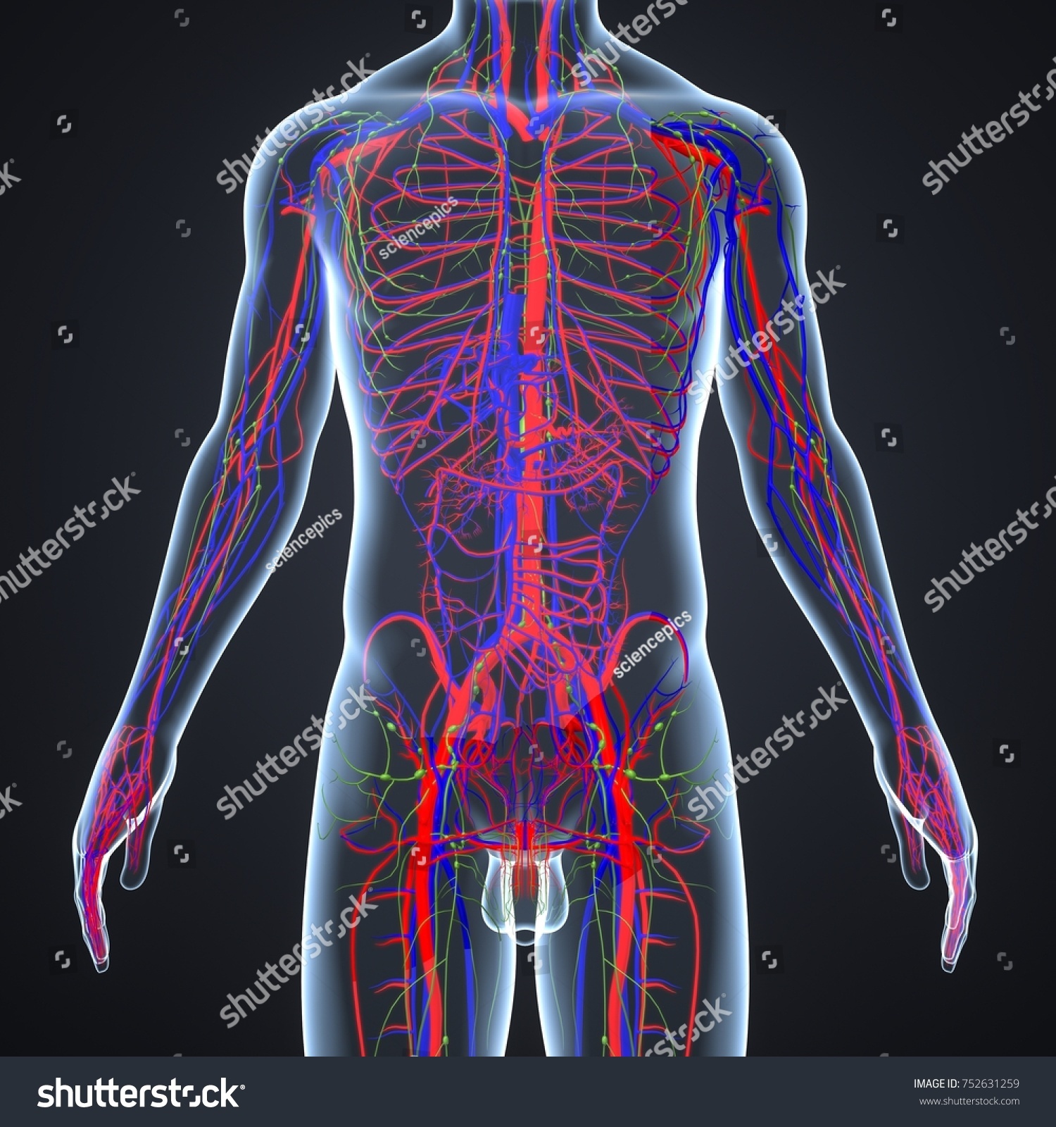 Circulatory System Lymph Nodes 3d Illustration Stock Illustration