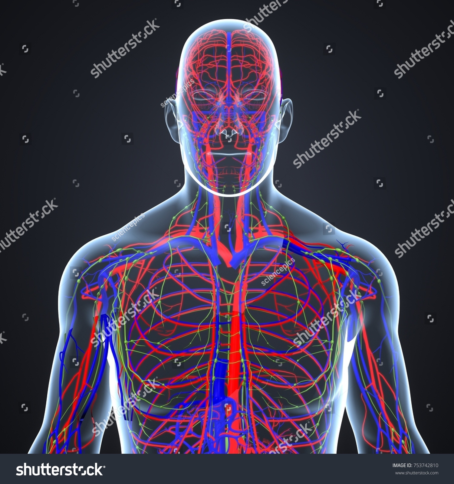 Circulatory System Lymph Nodes 3d Illustration Stock Illustration 753742810