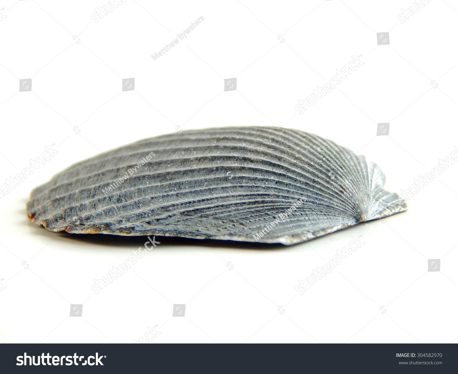 Clam Shell Stock Photo 304582970 | Shutterstock