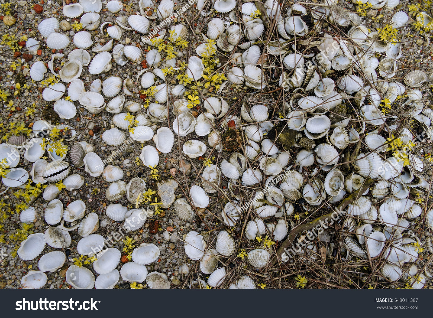 Clam Shell Stock Photo 548011387 | Shutterstock