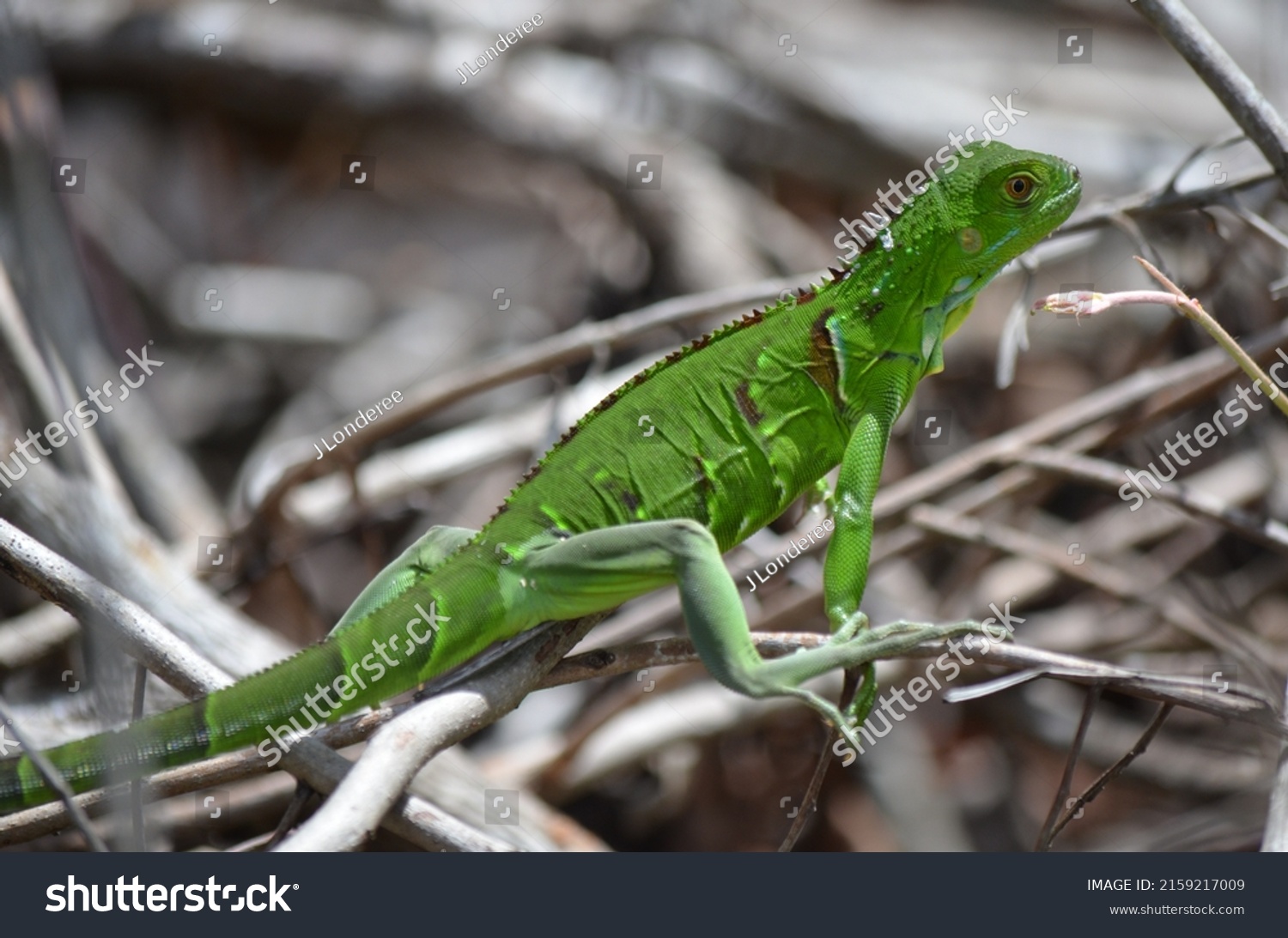576 Juvenile iguana Images, Stock Photos & Vectors | Shutterstock 576 Juvenile iguana Images, Stock Photos & Vectors | Shutterstock
