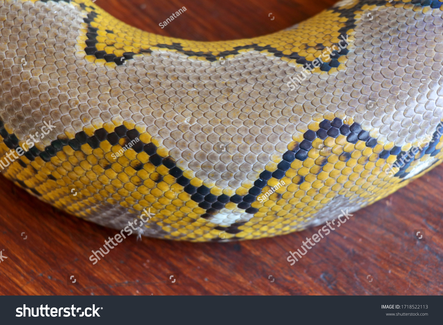 Close Snake Skin Texture Use Background Stock Photo 1718522113 ...