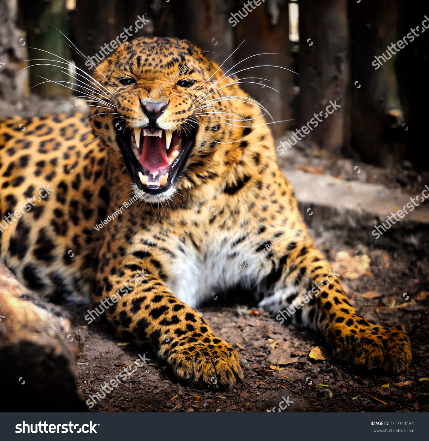 Closeup Angry Leopard Stock Photo (Edit Now) 141014584