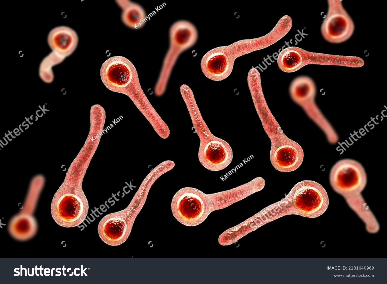 Clostridium Tetani Bacteria Causative Agent Tetanus Stock Illustration 2181640969 Shutterstock