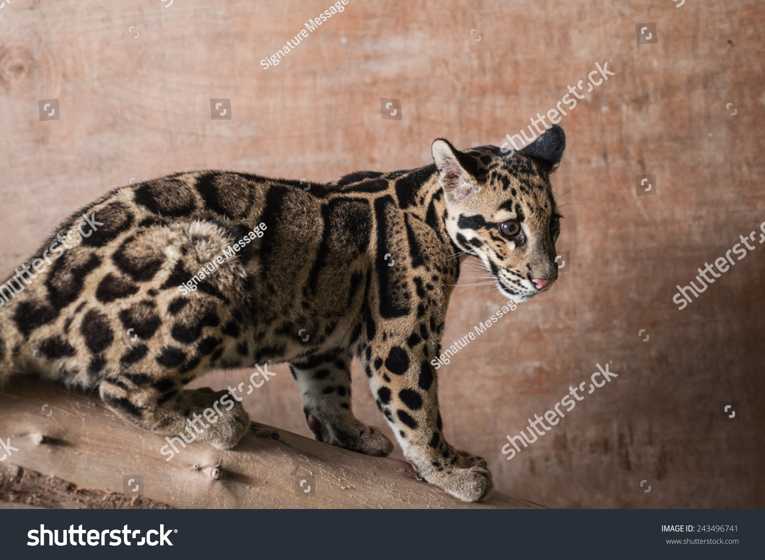 Clouded Leopard Cub Stock Photo 243496741 | Shutterstock