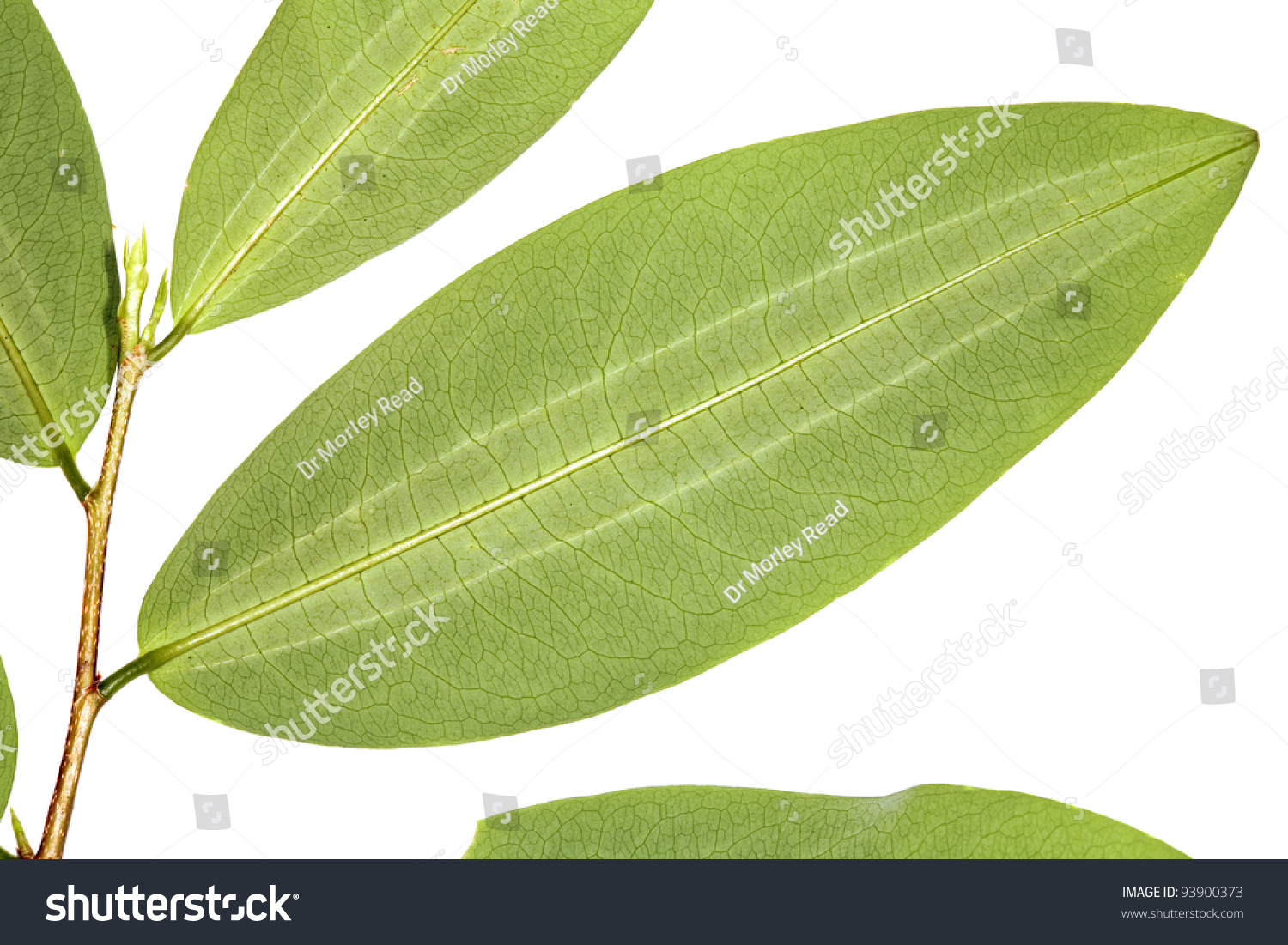 Coca Leaf Stockfoto 93900373 - Shutterstock