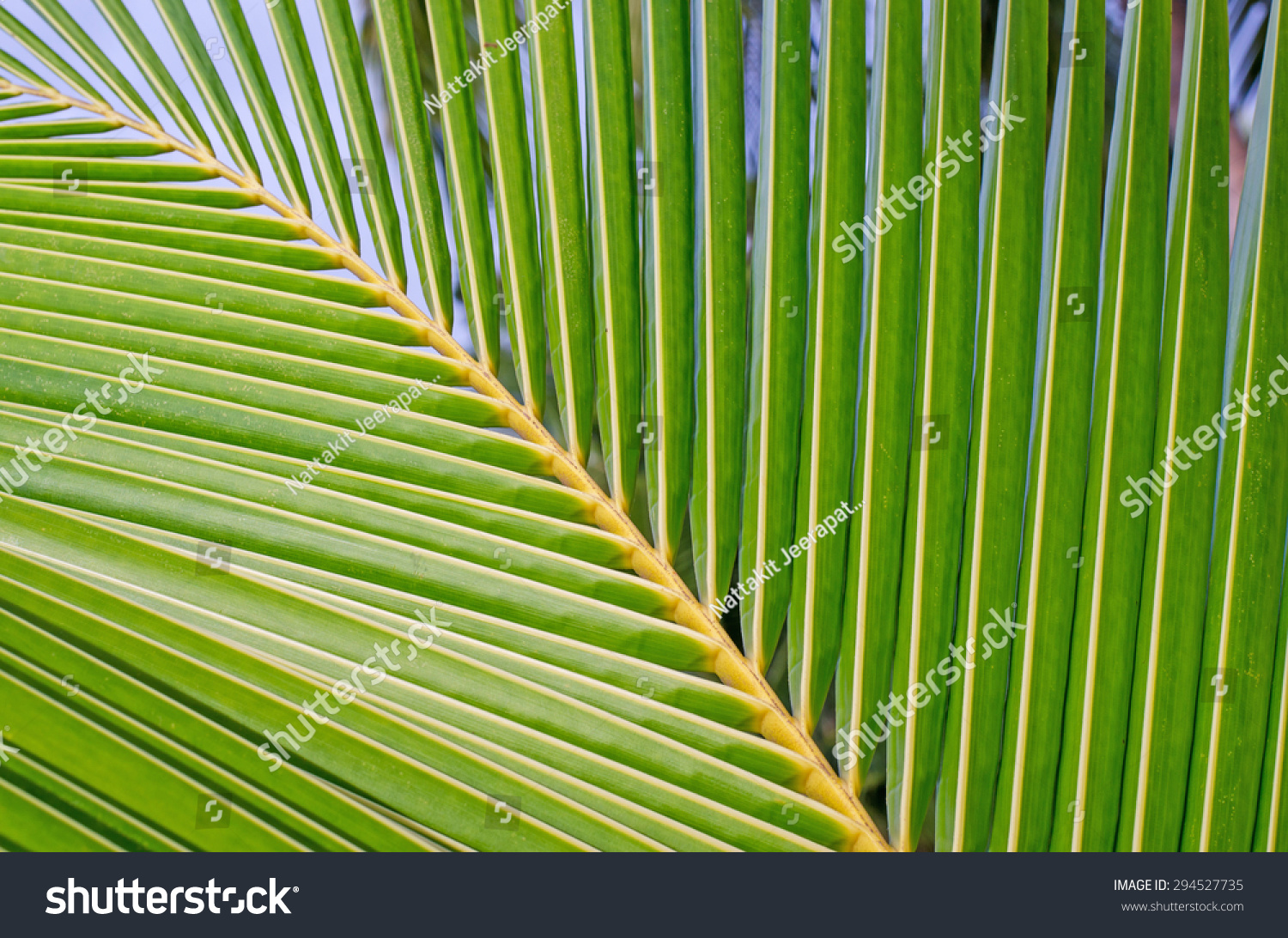 2,650 Young coconut leaf texture Images, Stock Photos & Vectors ...