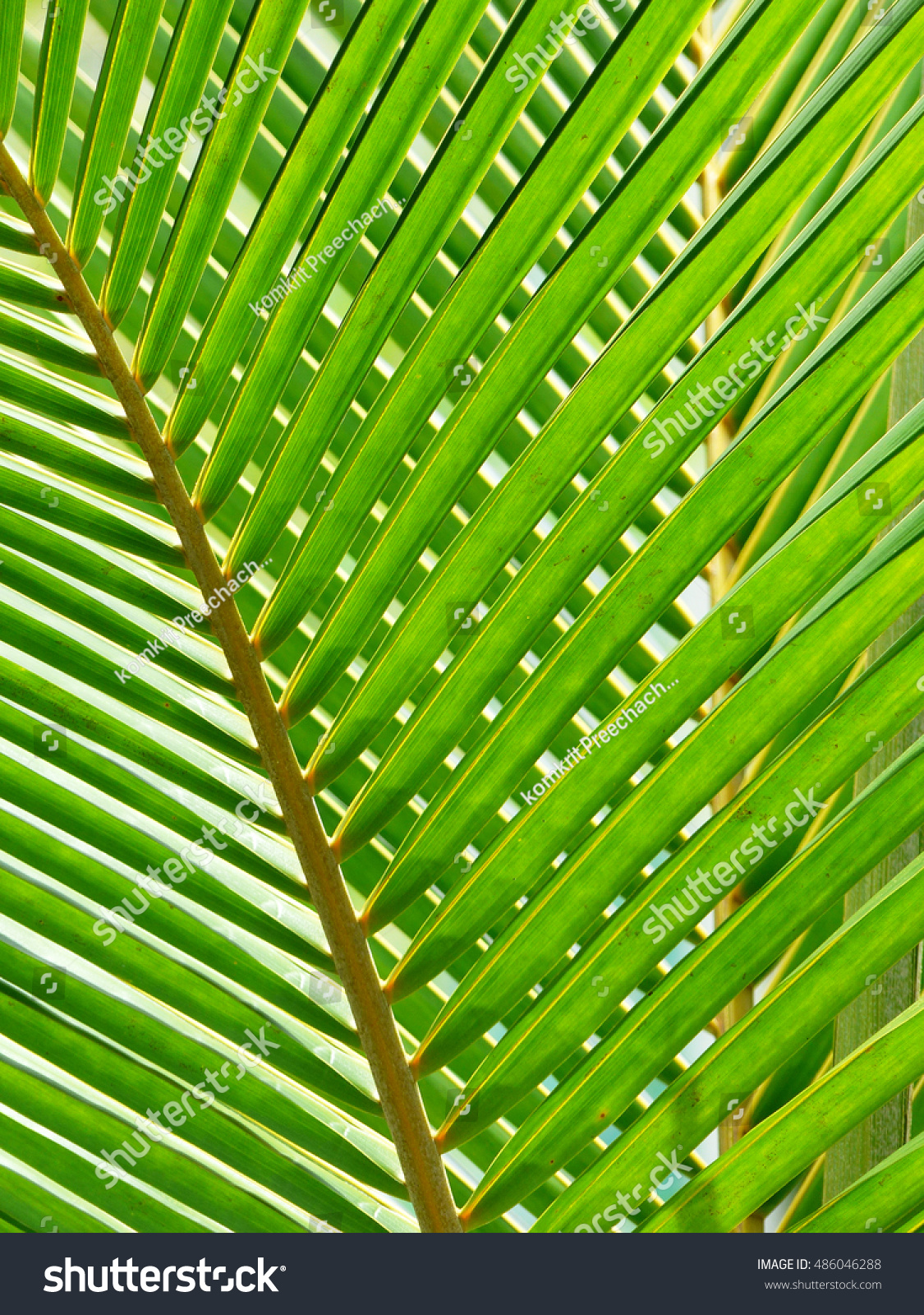 Coconut Leaf Texture Stock Photo 486046288 | Shutterstock
