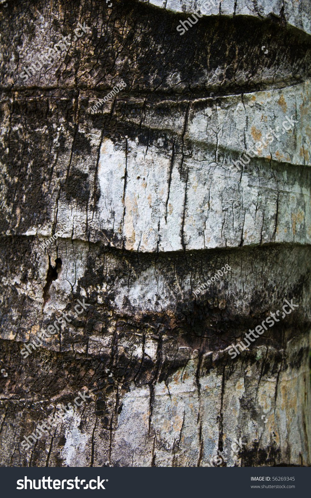 Coconut Tree Texture Stock Photo 56269345 : Shutterstock