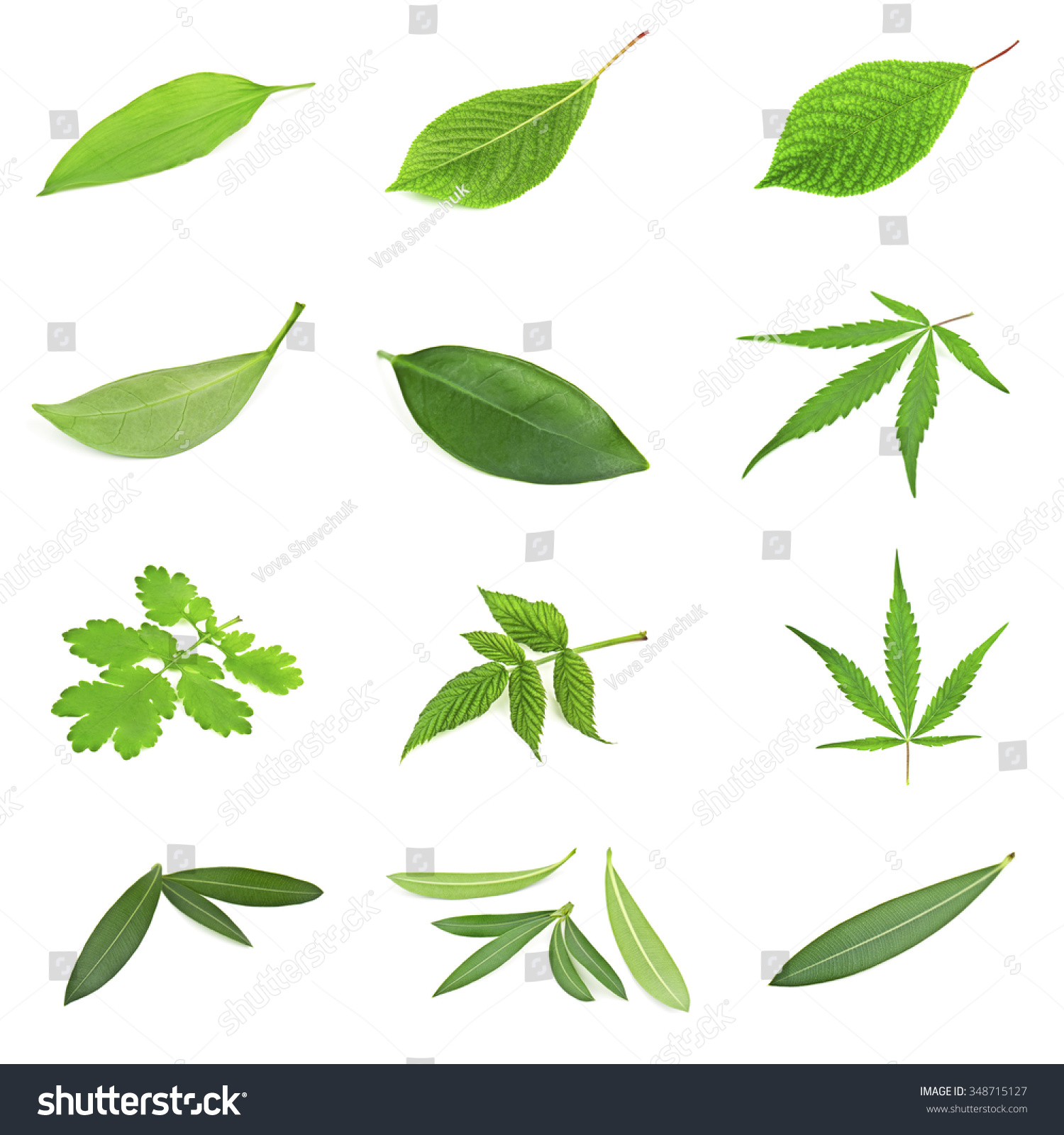 Collection Different Green Leaves On White Stock Photo 348715127 ... Collection Different Green Leaves On White Stock Photo 348715127 ...