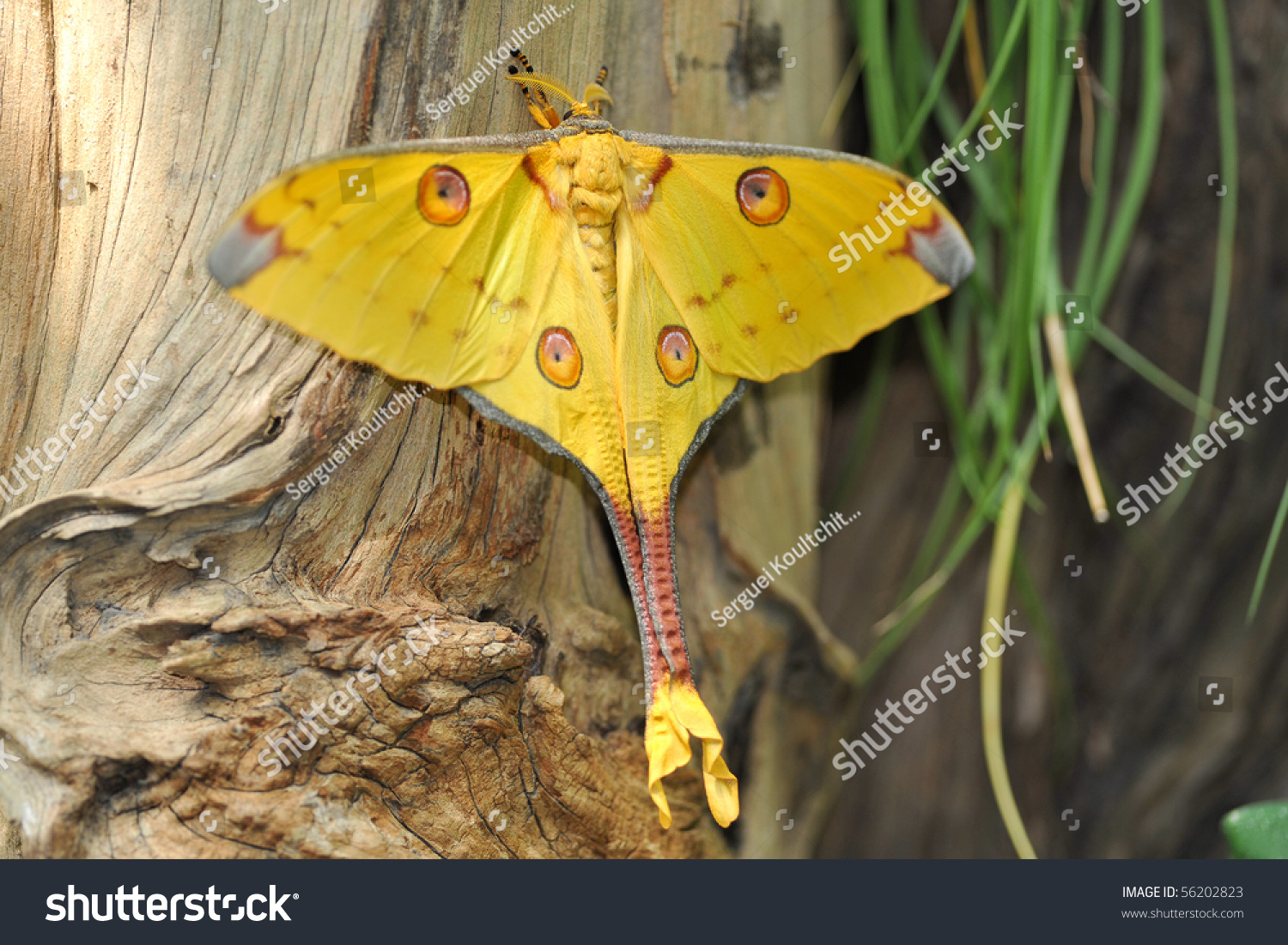Comet Moth Stock Photo (Edit Now) 56202823