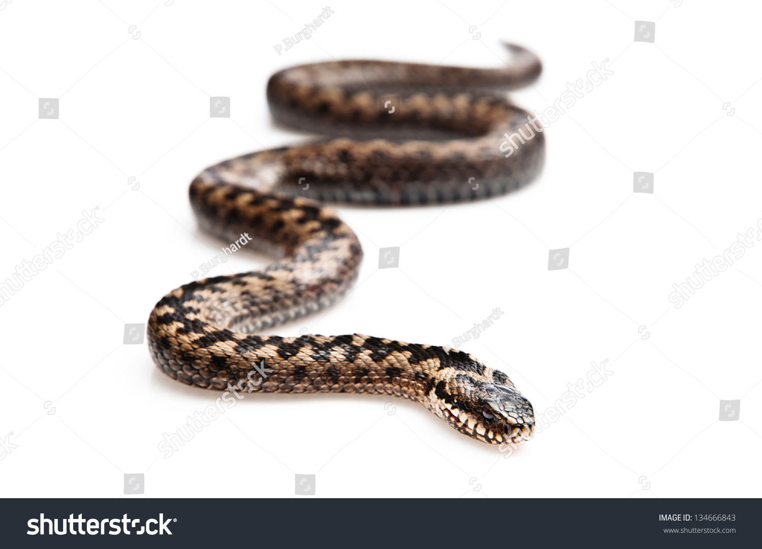 Common Adder Stock Photo (Edit Now) 134666843