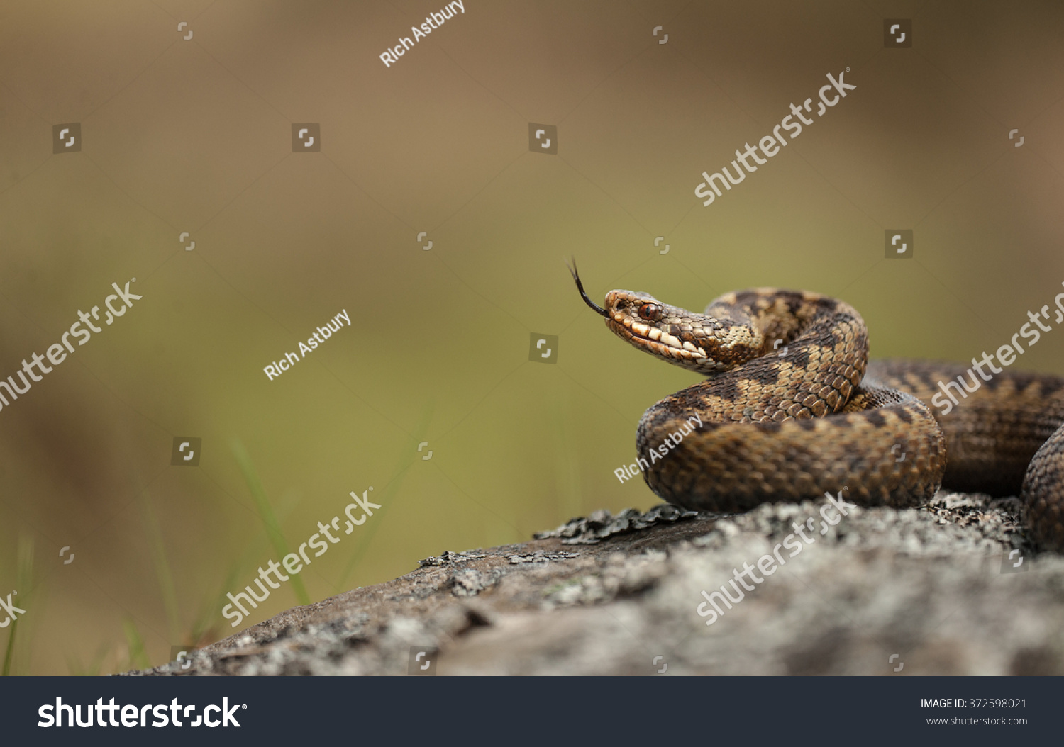 313 Adder uk Images, Stock Photos & Vectors | Shutterstock