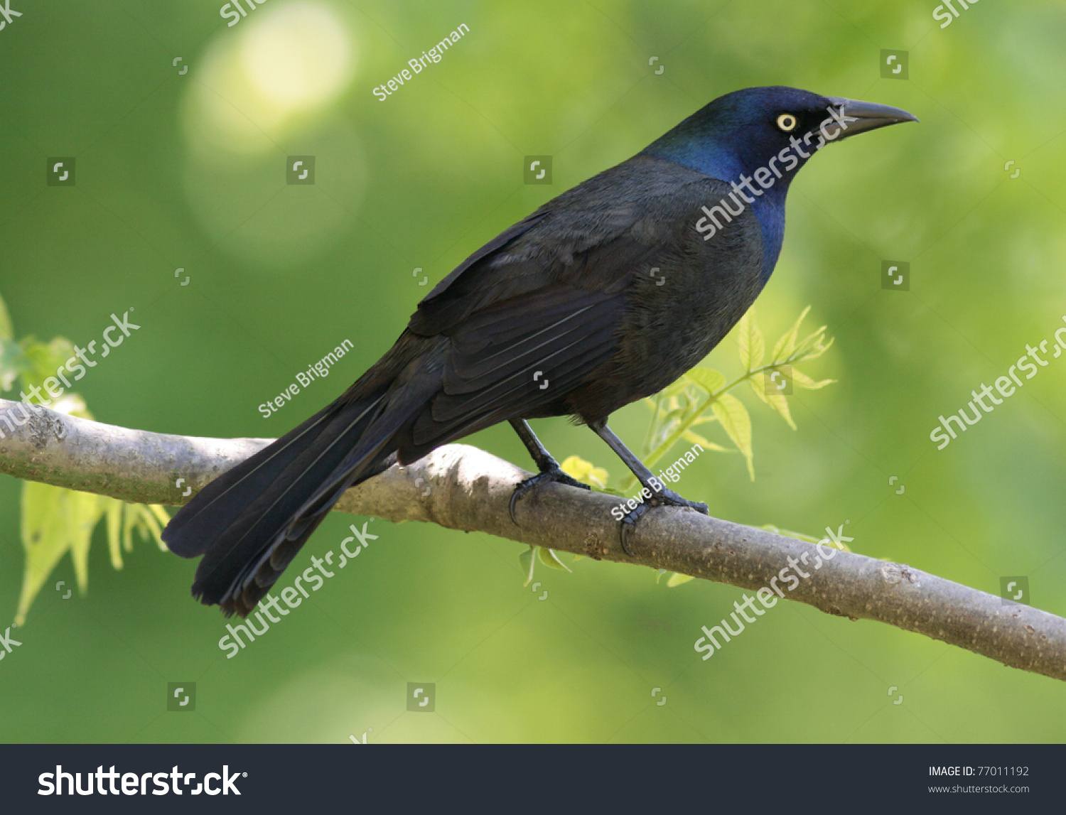 1,760 Common grackle Images, Stock Photos & Vectors | Shutterstock