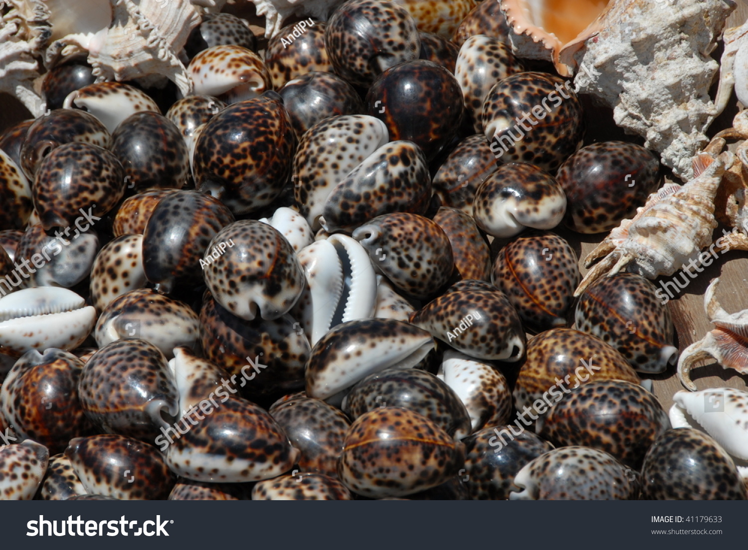 Conch Seashells Stock Photo 41179633 - Shutterstock