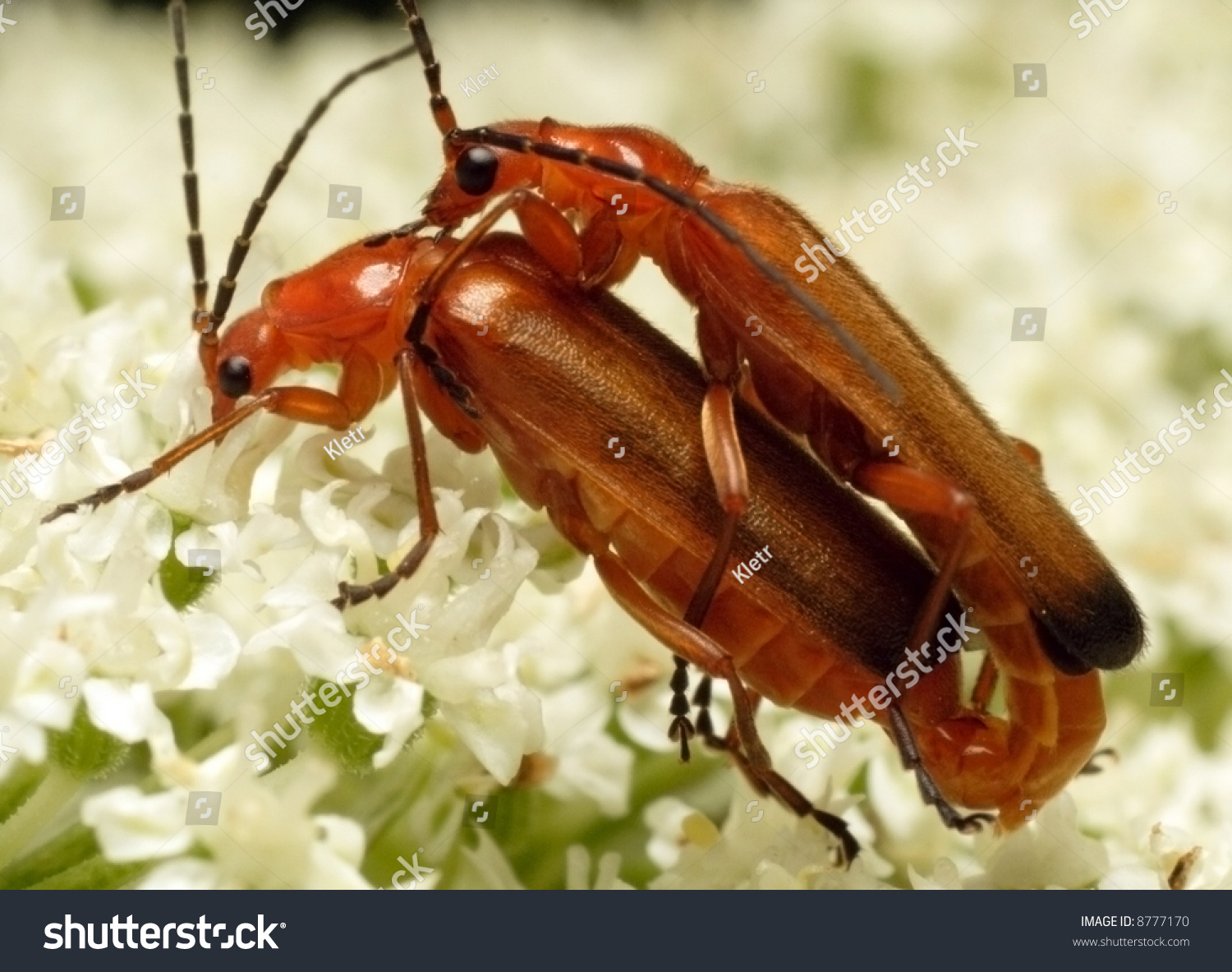 Copulation Stock Photo 8777170 : Shutterstock