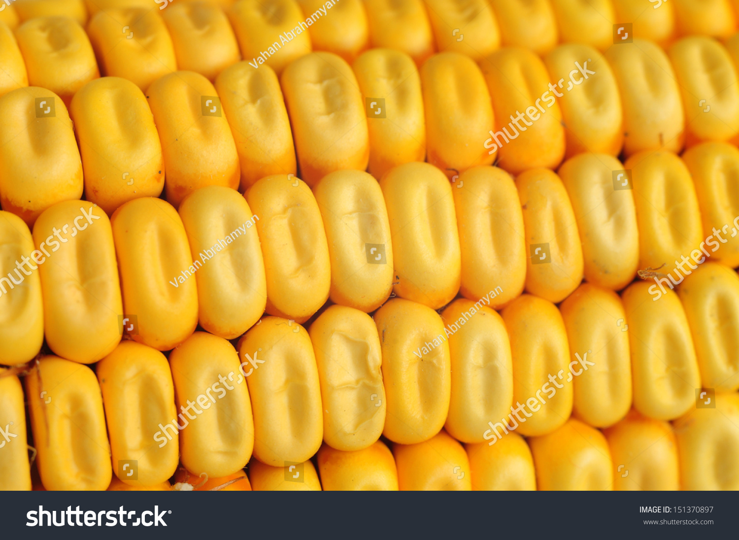 Corn Texture Stock Photo 151370897 | Shutterstock