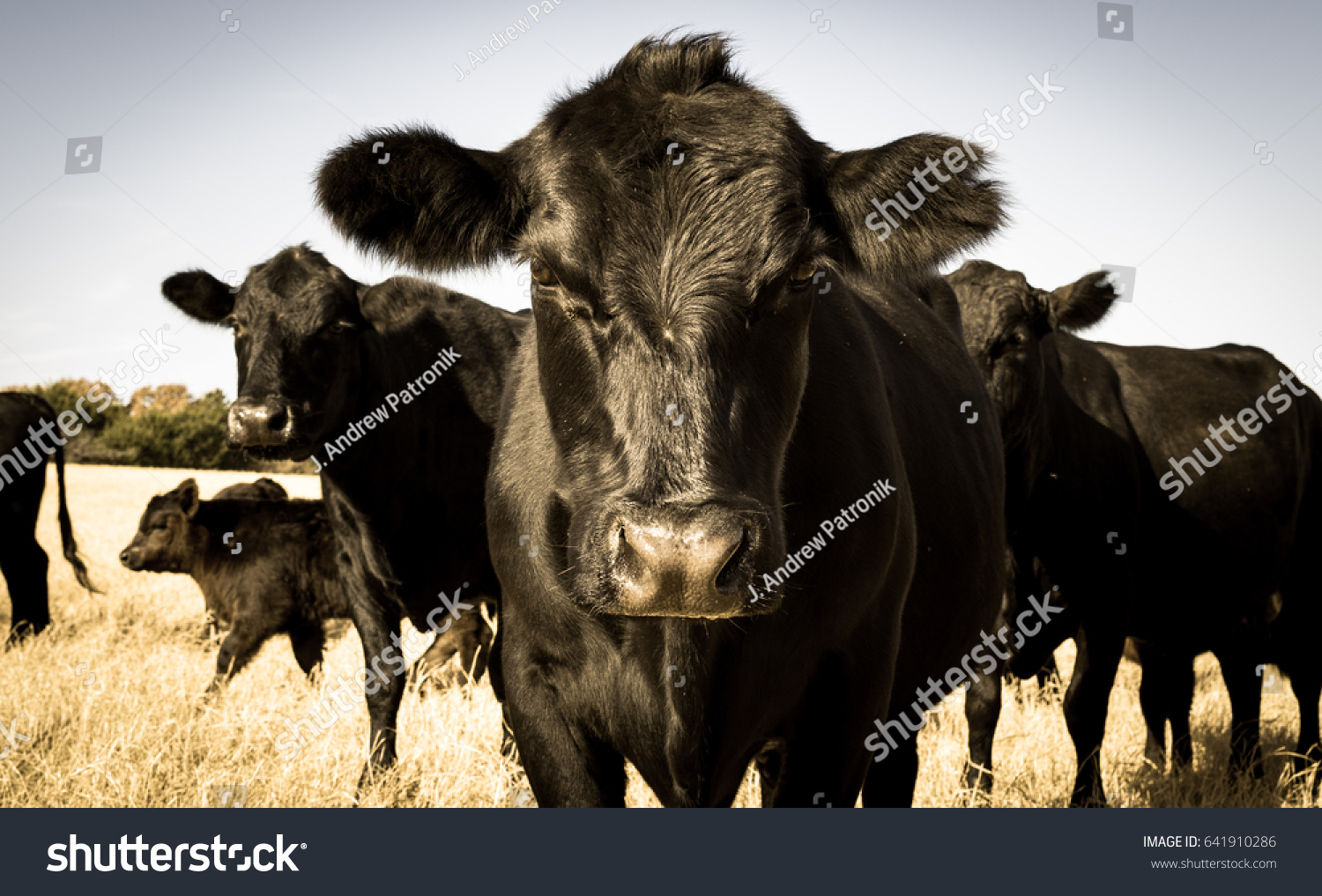 5,053 imágenes de Landscape black angus cattle - Imágenes, fotos y ...