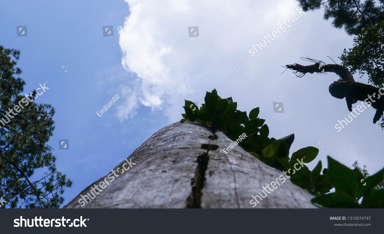 Crack Down Dead Tree Stock Photo 1310074747 | Shutterstock