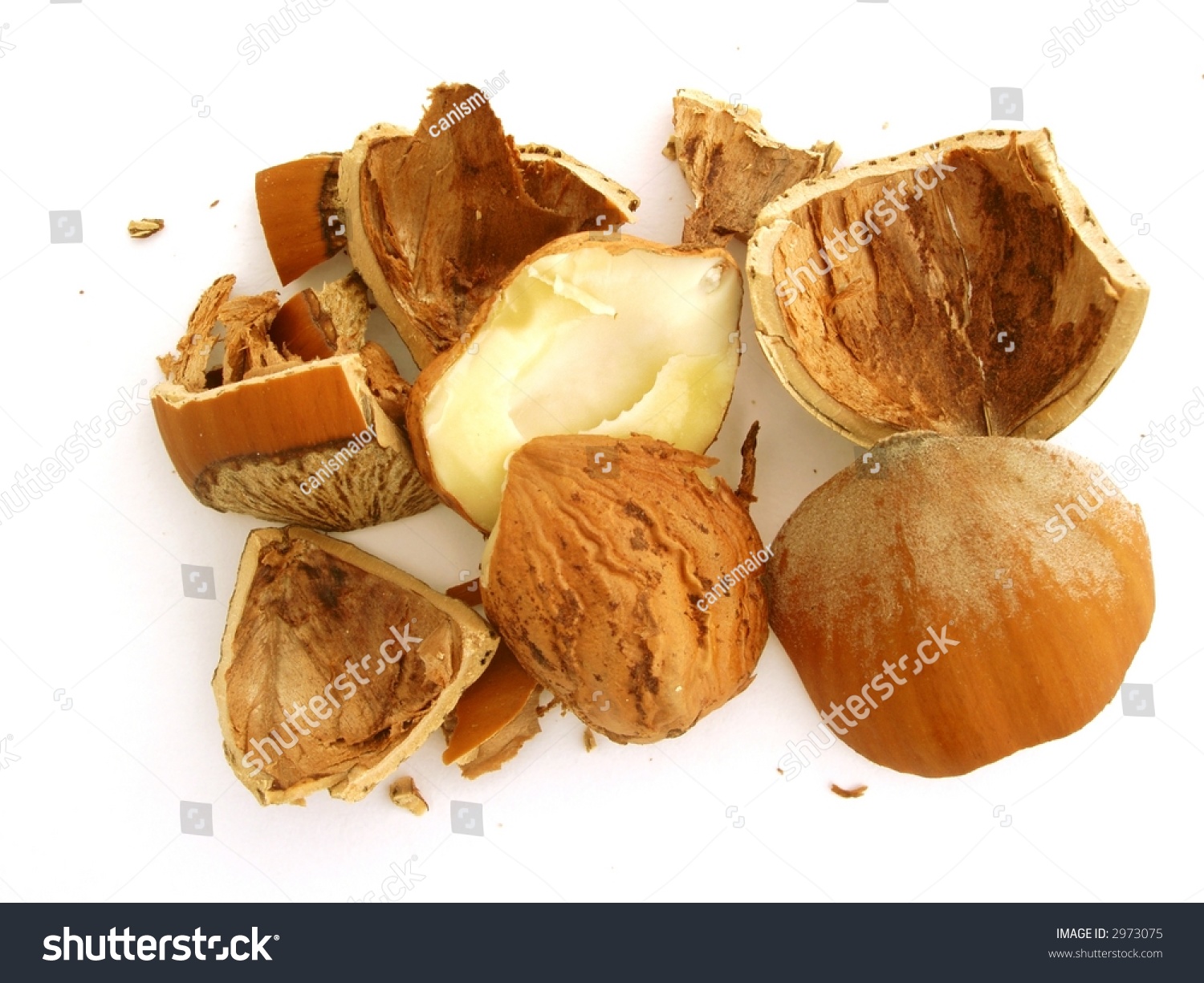 Cracked Hazelnut Isolated On White Background Stock Photo 2973075 ... Cracked Hazelnut Isolated On White Background Stock Photo 2973075 ...