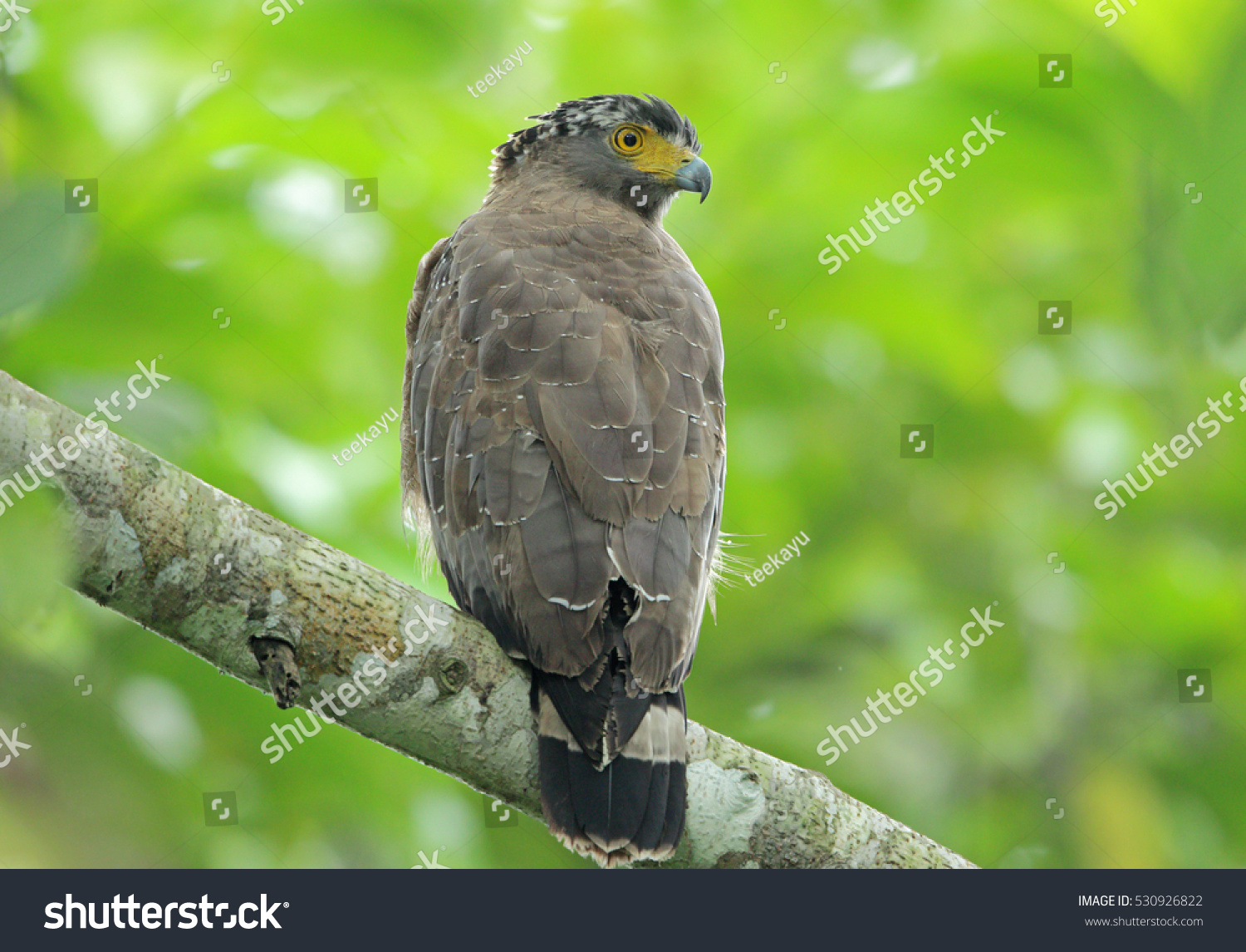 Crested Serpent Eagle Stock Photo 530926822 | Shutterstock