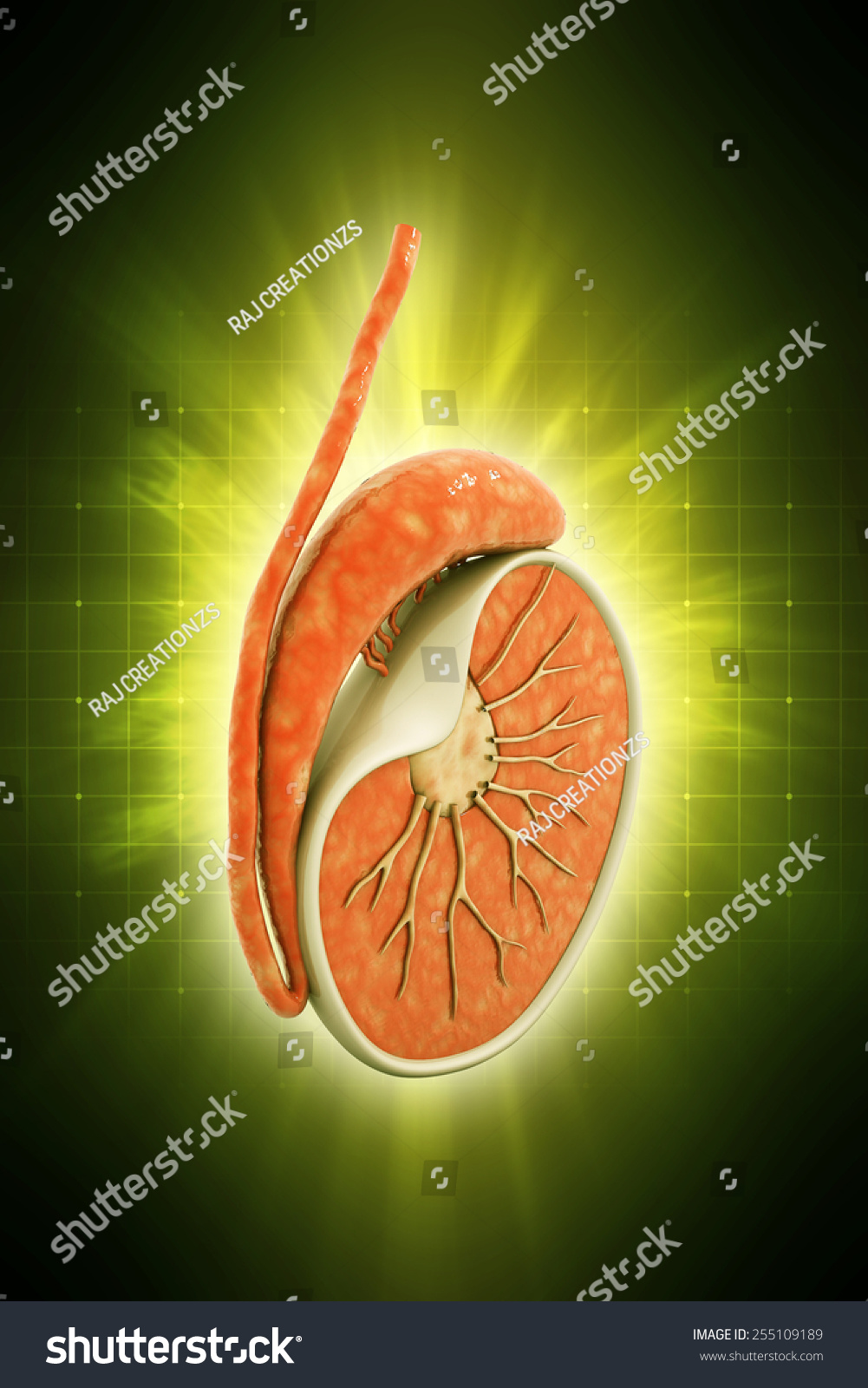 Cross Section Testicle Colour Background Ilustración De Stock
