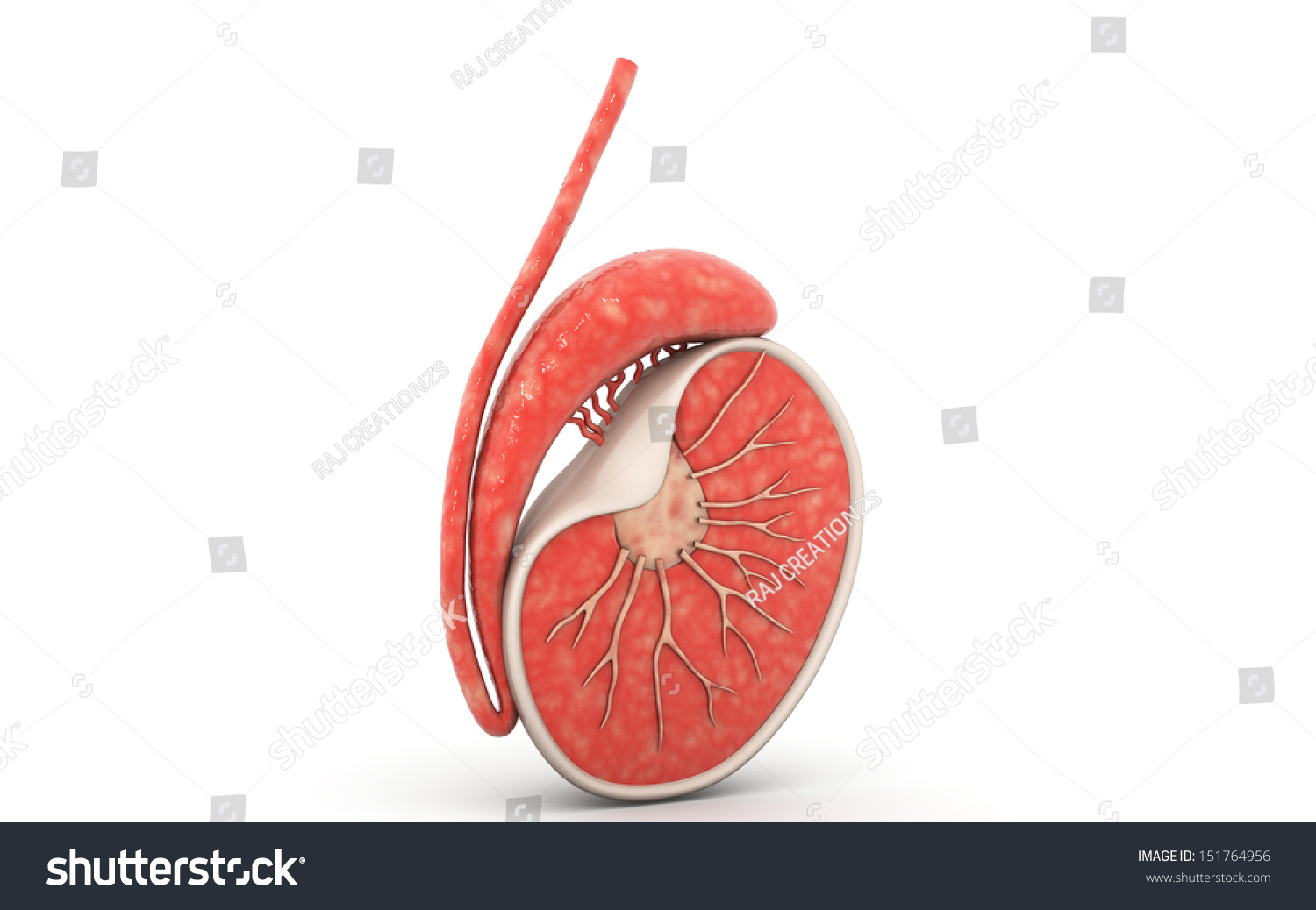 Cross Section Testicle Isolated On White Stock Illustration 151764956