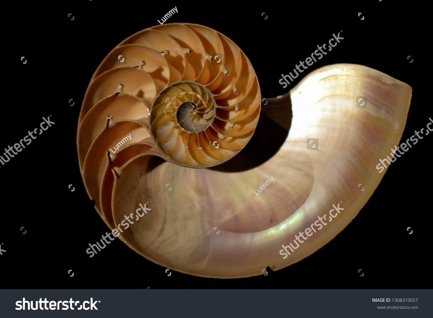 Cross Section Shell Stock Photo 1308310057 | Shutterstock