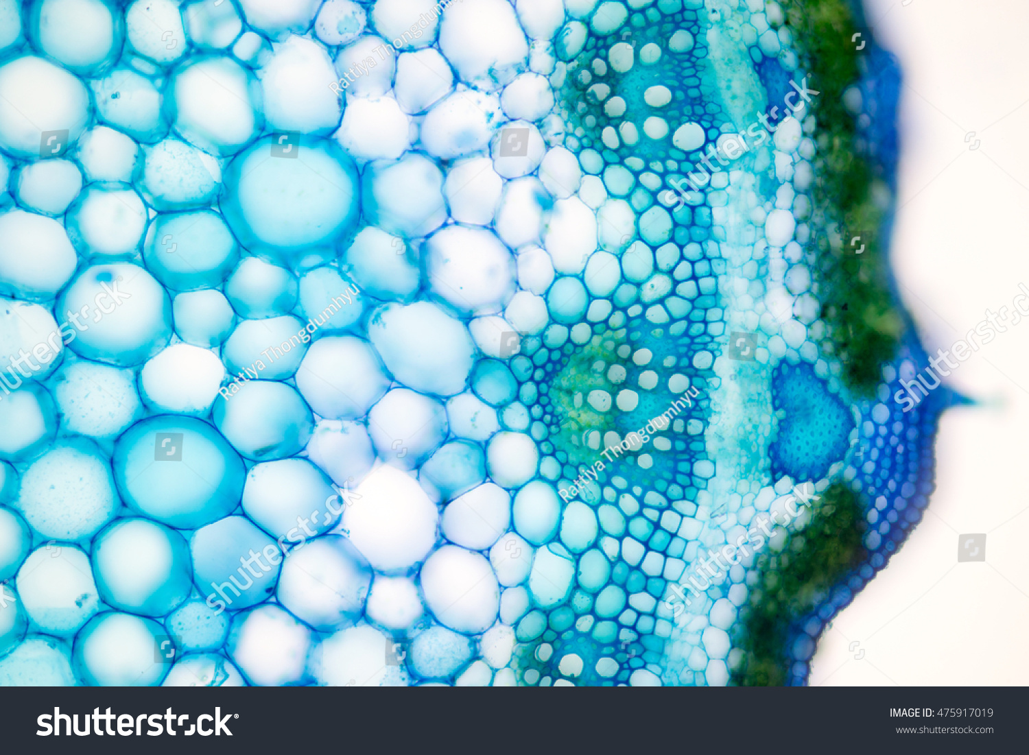 Cross-Section Stem Under The Microscope Stock Photo 475917019 ...