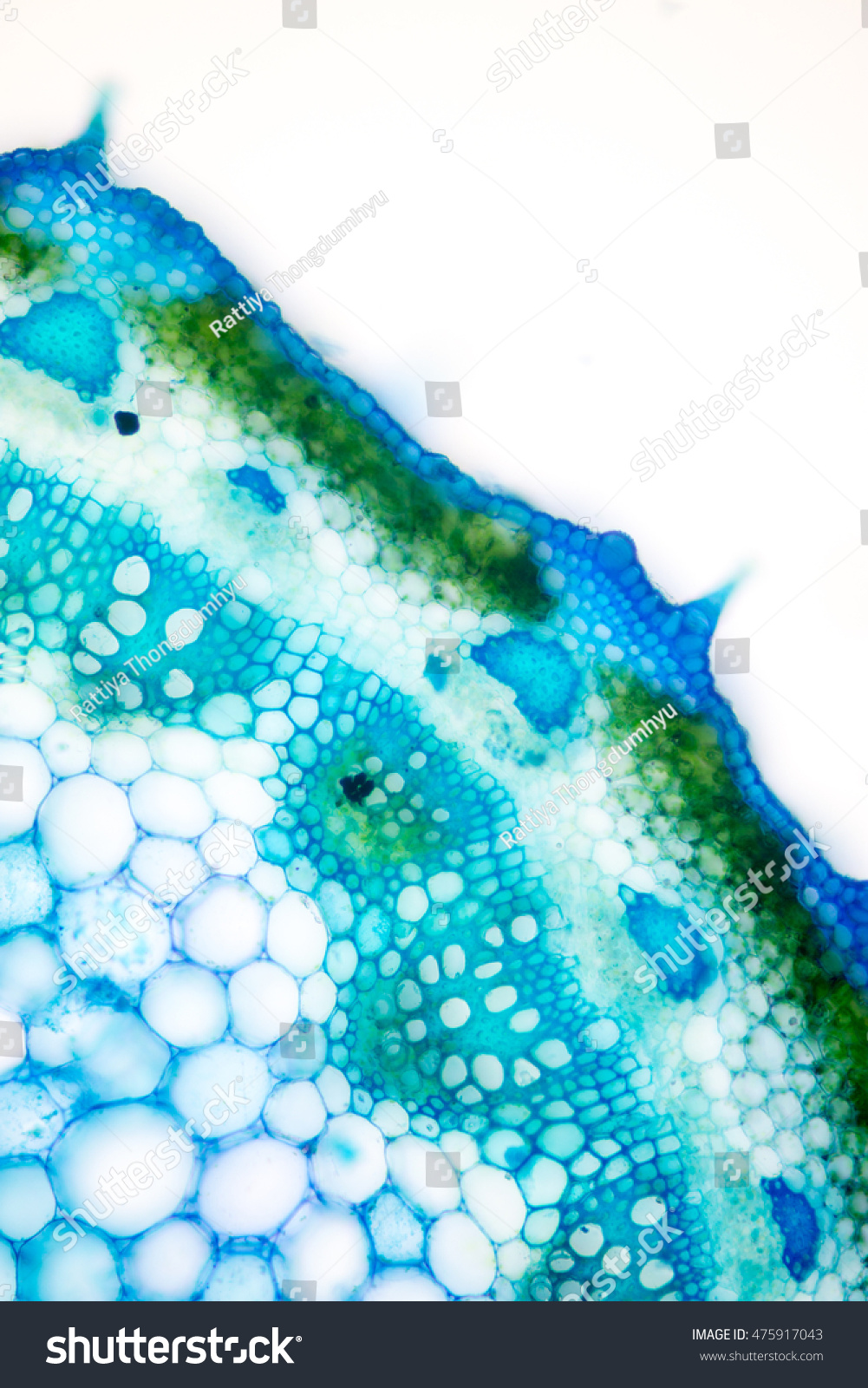 Crosssection Stem Under Microscope Stock Photo (Edit Now) 475917043