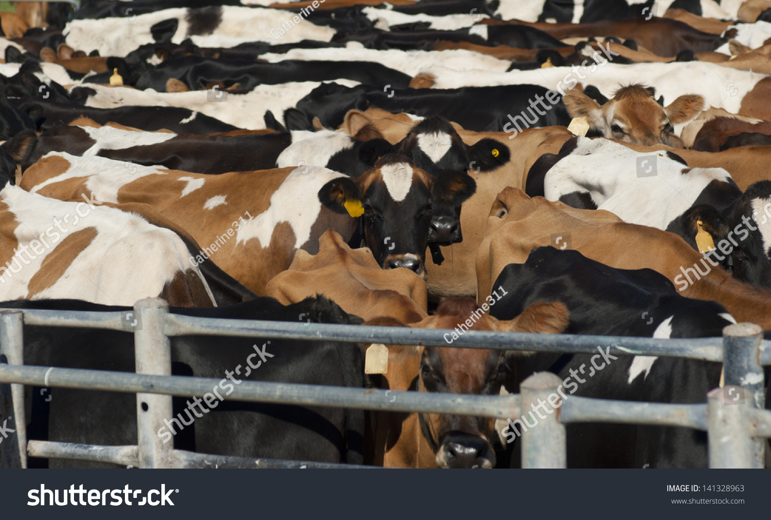 10,741 imágenes de Cow crowd - Imágenes, fotos y vectores de stock ...