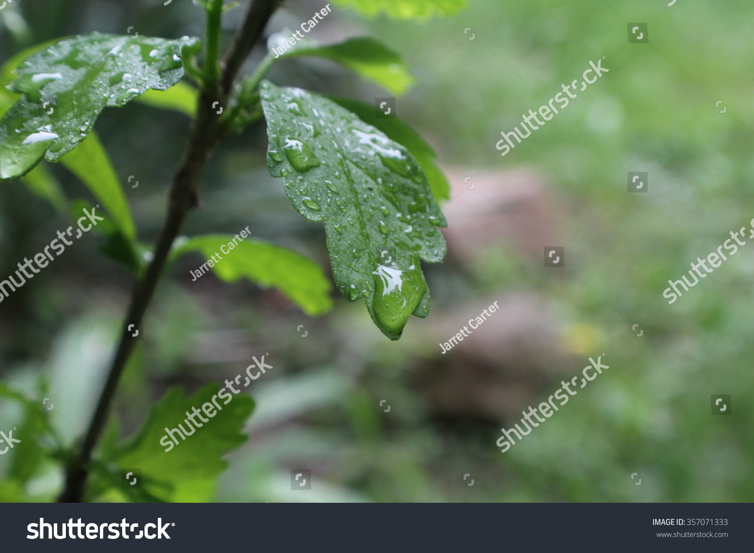 Crying Leaf Stock Photo (Edit Now) 357071333