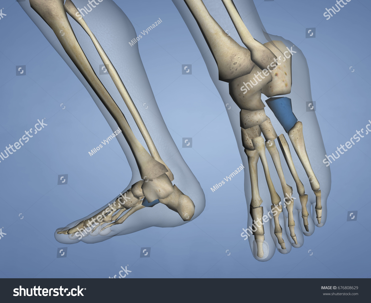 Cuboid Bone 3d Model Stock Illustration 676808629
