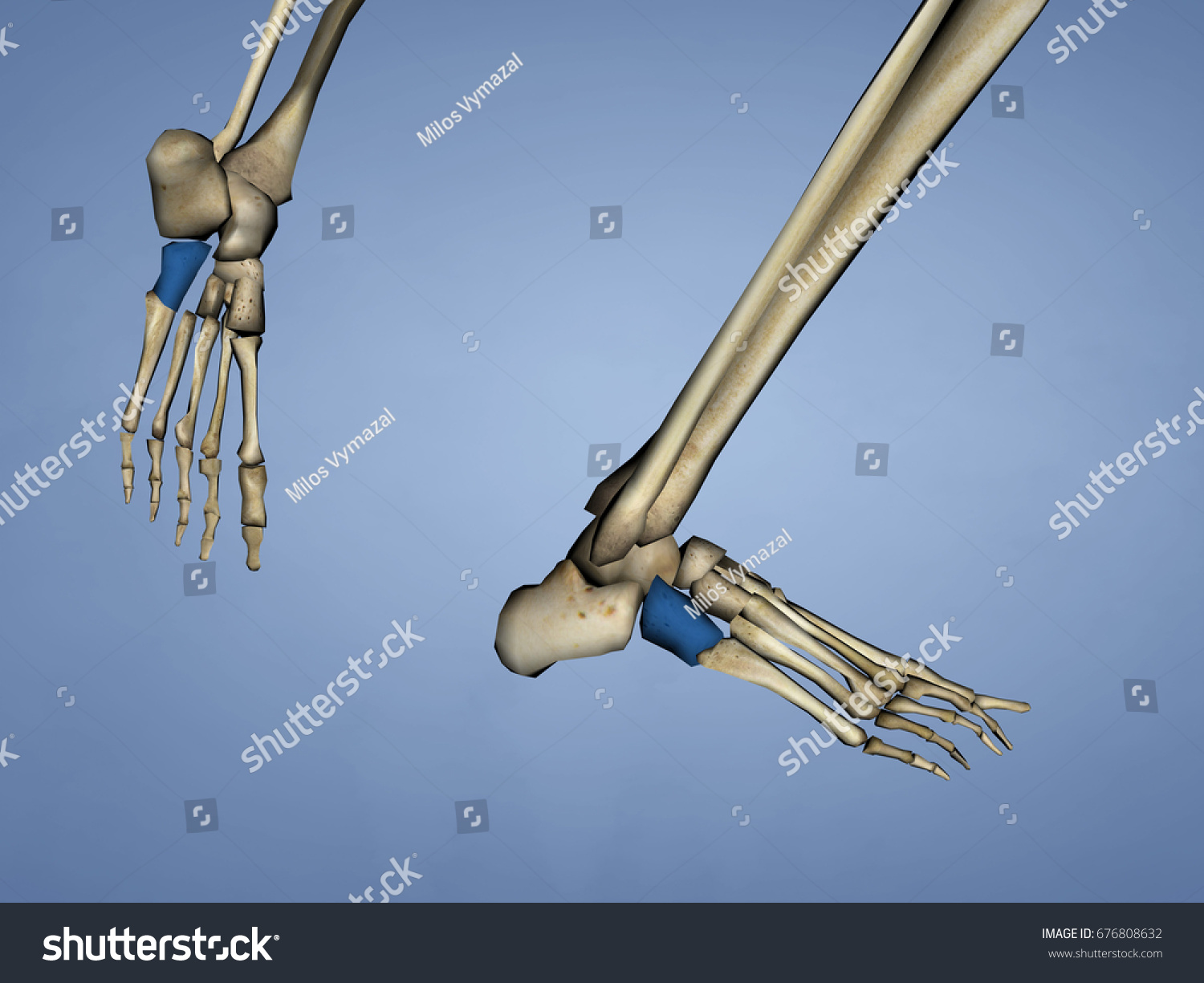 Cuboid Bone 3d Model Stock Illustration 676808632