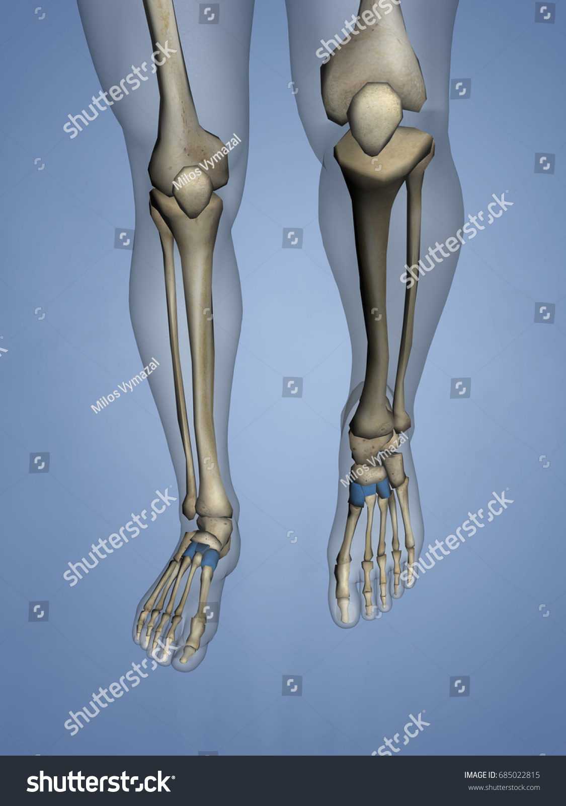 Cuneiform Bones 3d Model Stock Illustration 685022815