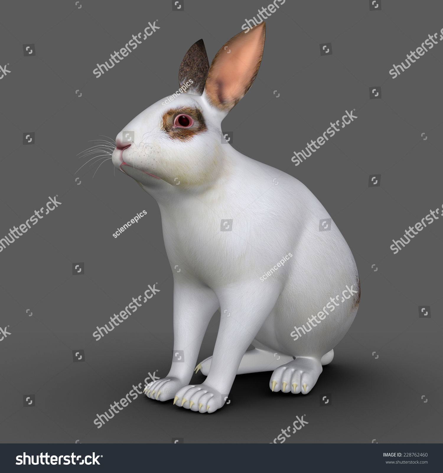 Cuniculus Stock Illustration 228762460 | Shutterstock