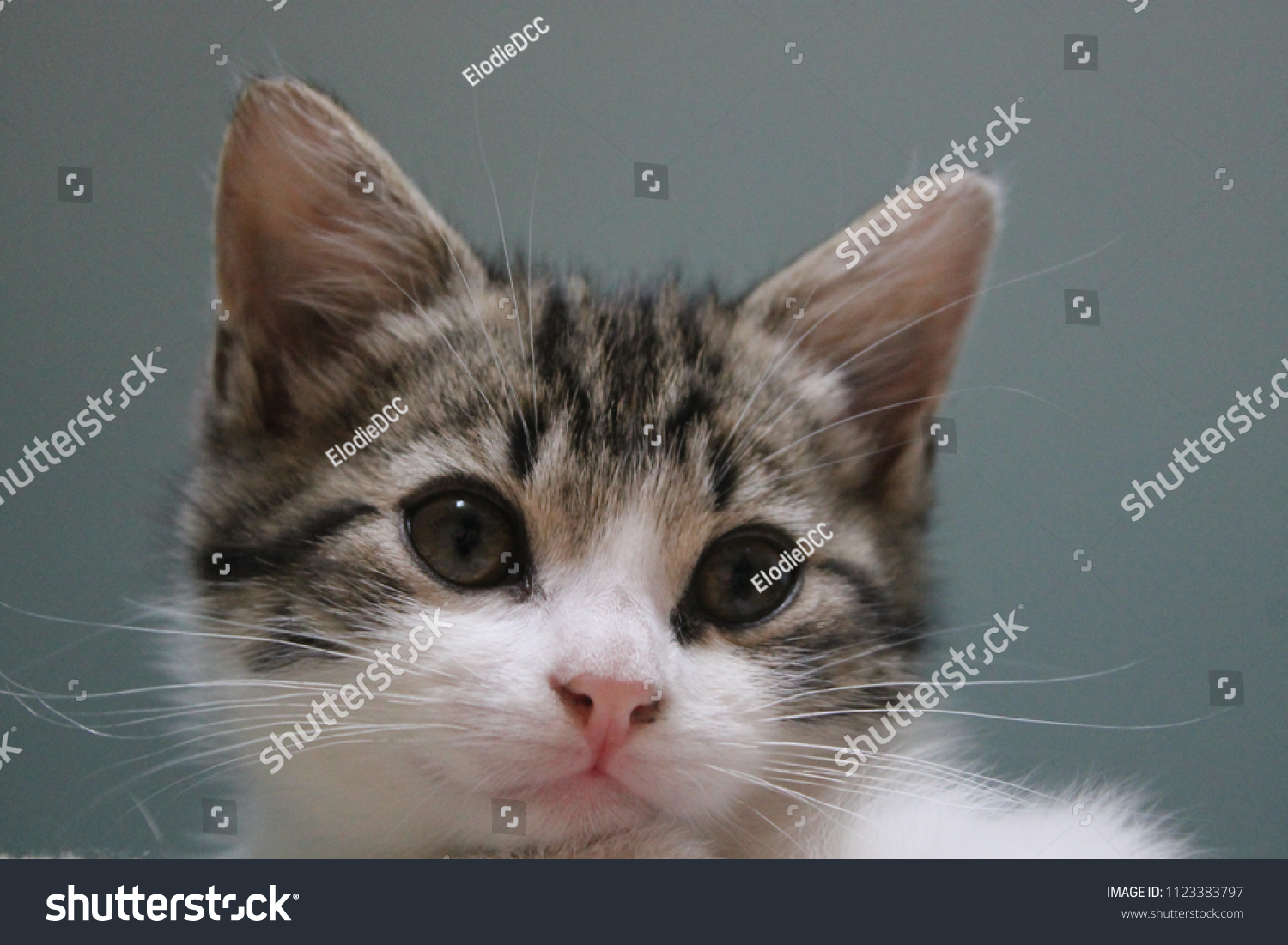 Cute Cat Inside Stock Photo (Edit Now) 1123383797 | Shutterstock
