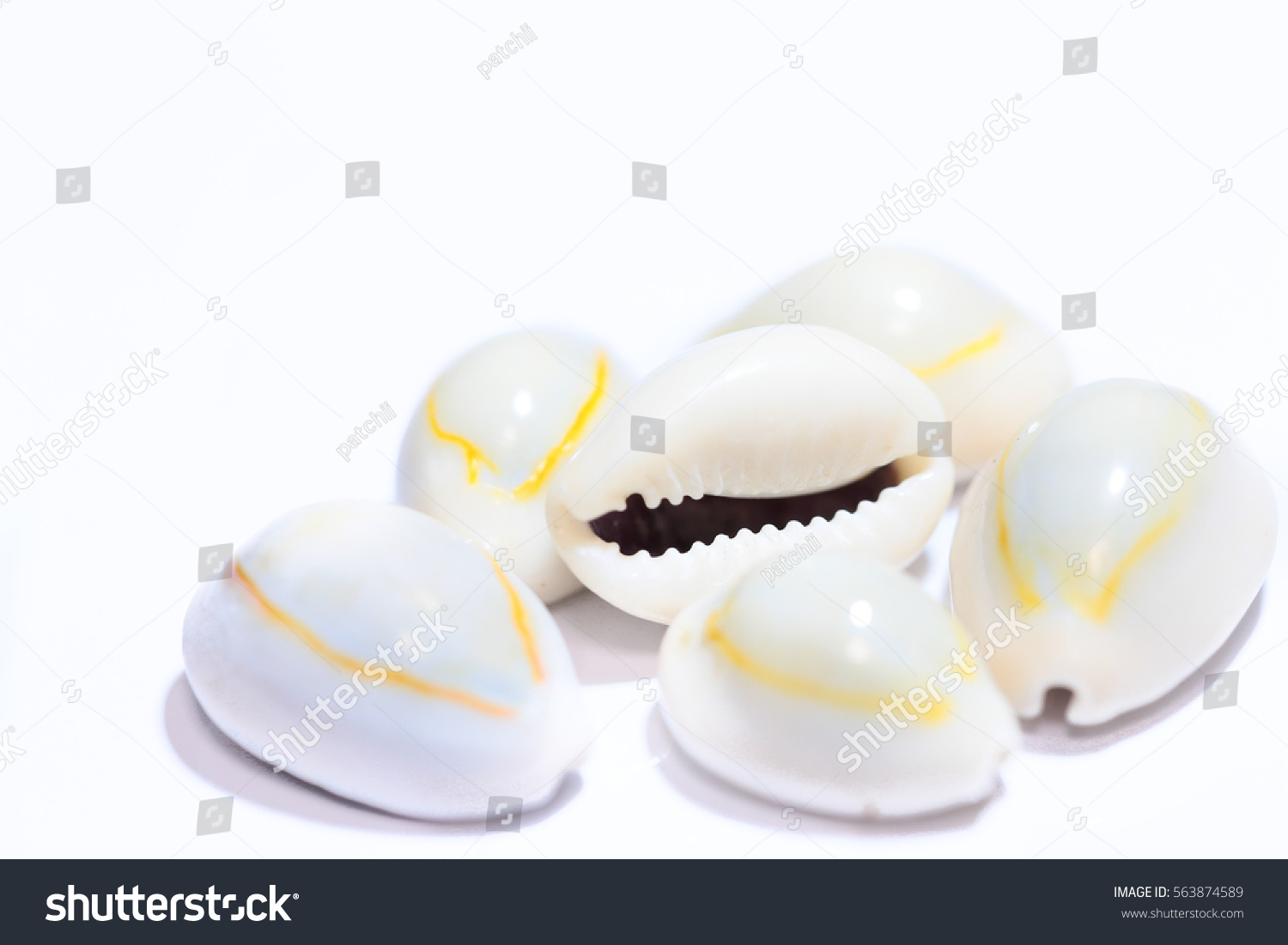 Cypraea Shell Stock Photo 563874589 | Shutterstock