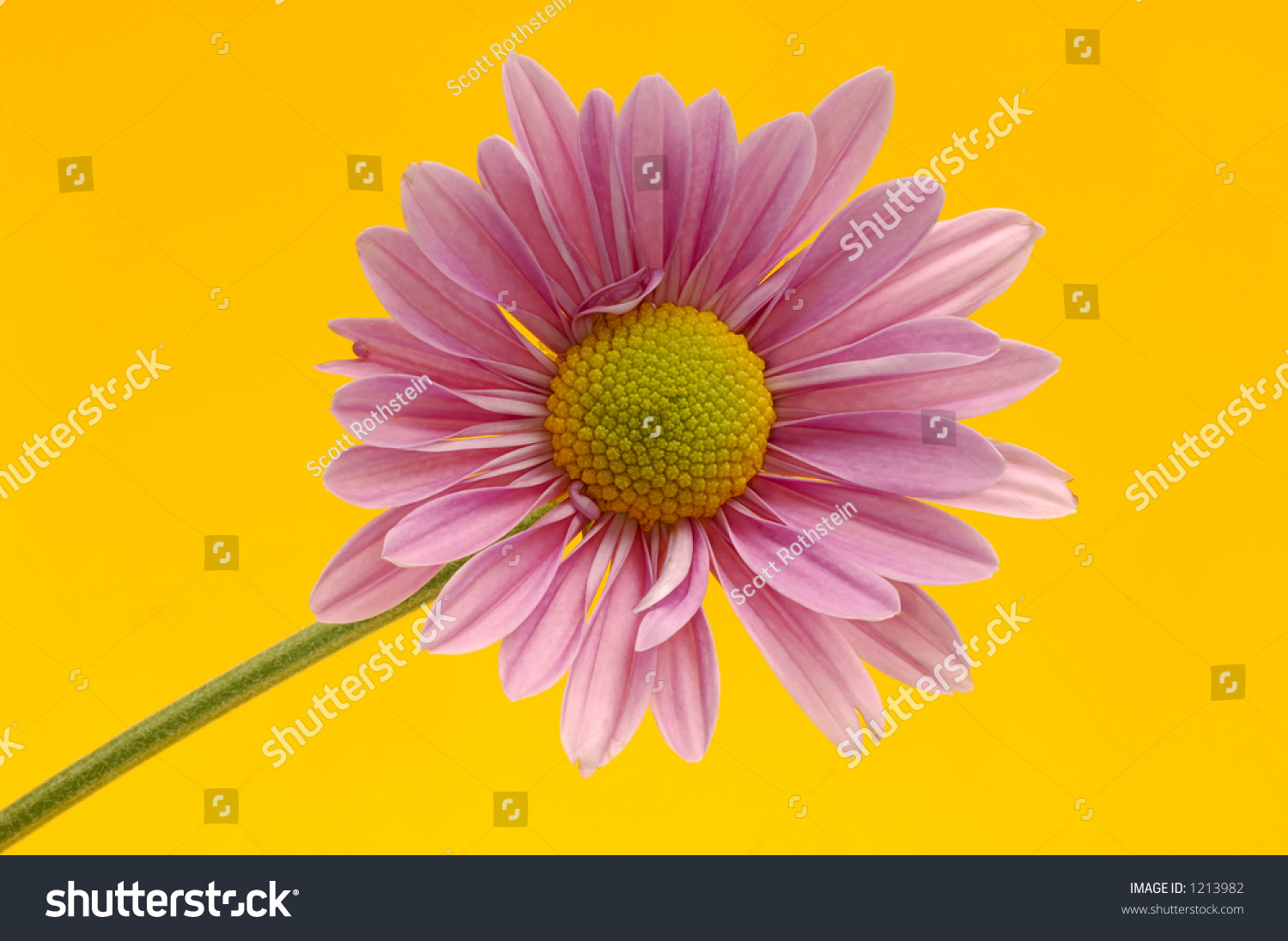 Daisy Background Stock Photo 1213982 | Shutterstock