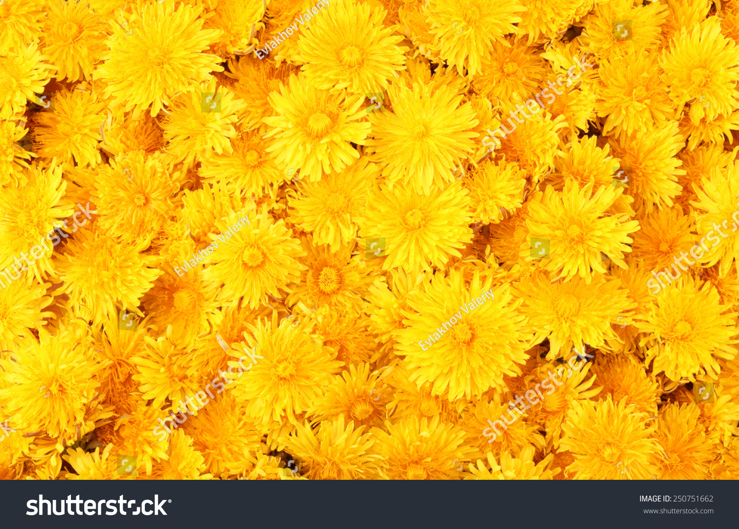 Dandelion Background Stock Photo (Edit Now) 250751662