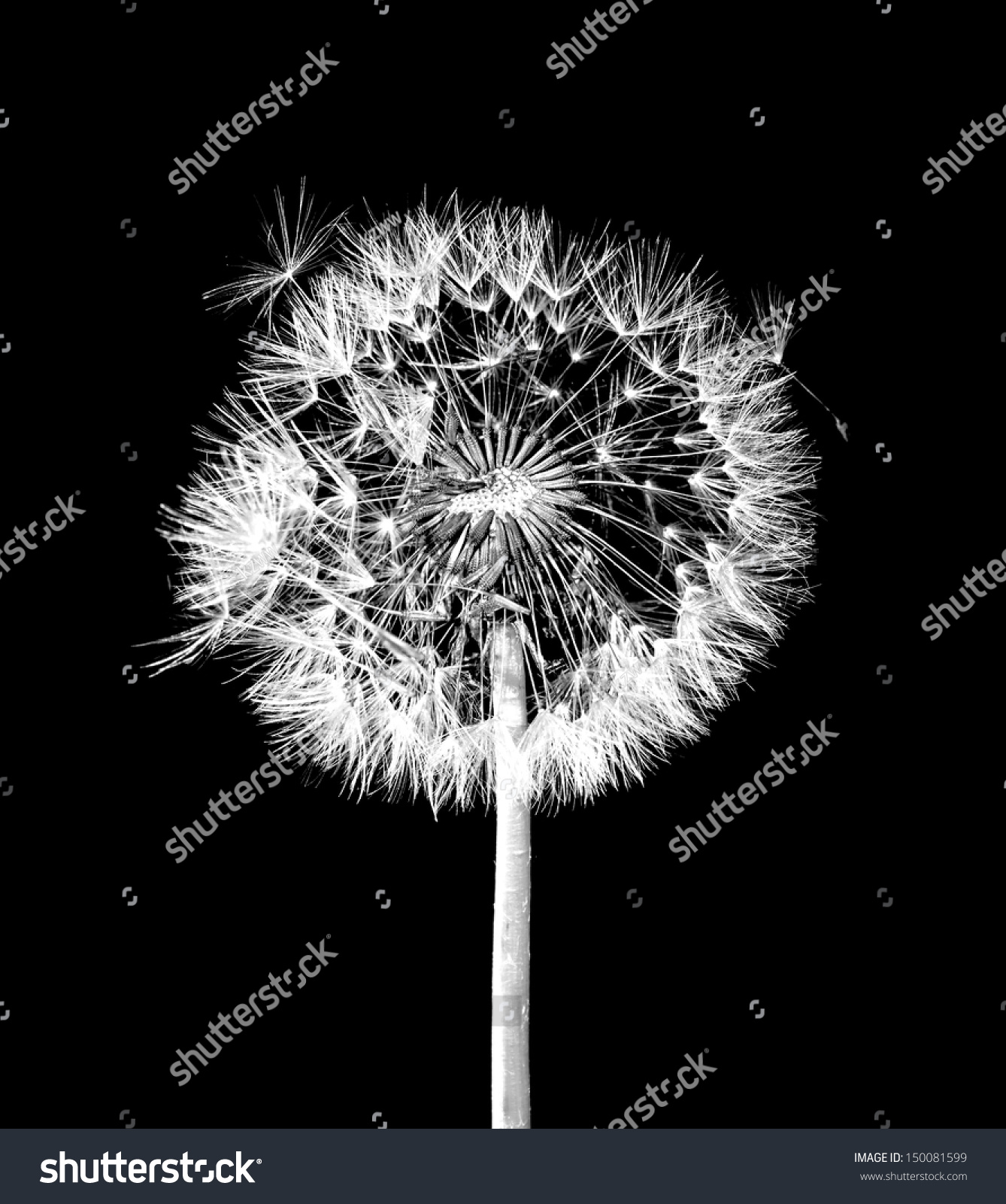 Dandelion black white Images, Stock Photos & Vectors | Shutterstock Dandelion black white Images, Stock Photos & Vectors | Shutterstock