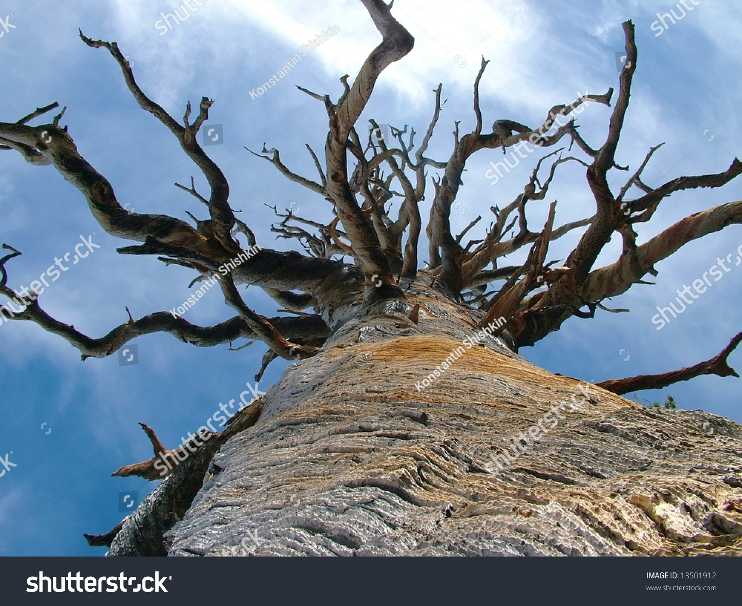 Dead Pine Tree Stock Photo (Edit Now) 13501912
