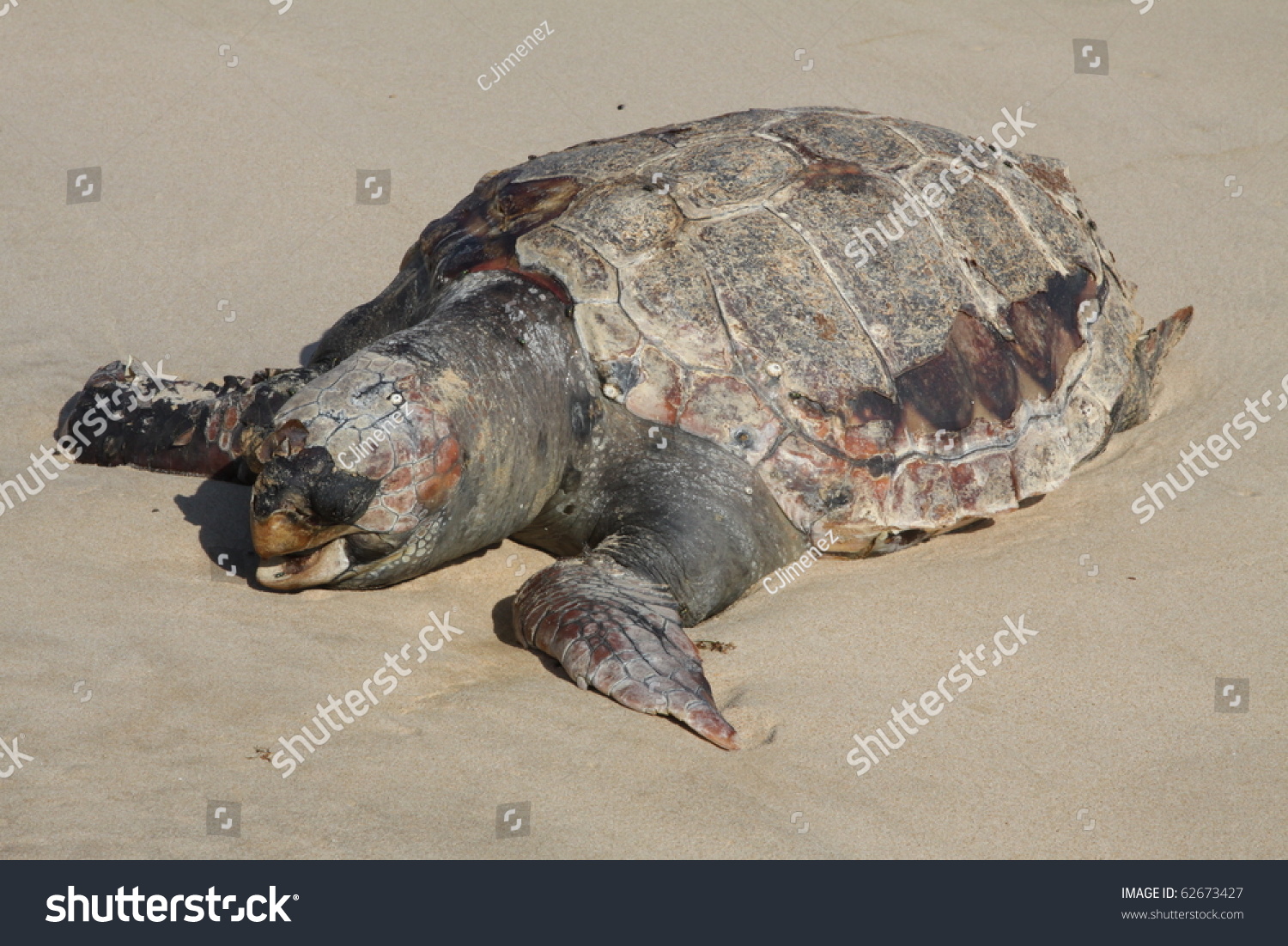 Dead Turtle Stock Photo 62673427 : Shutterstock