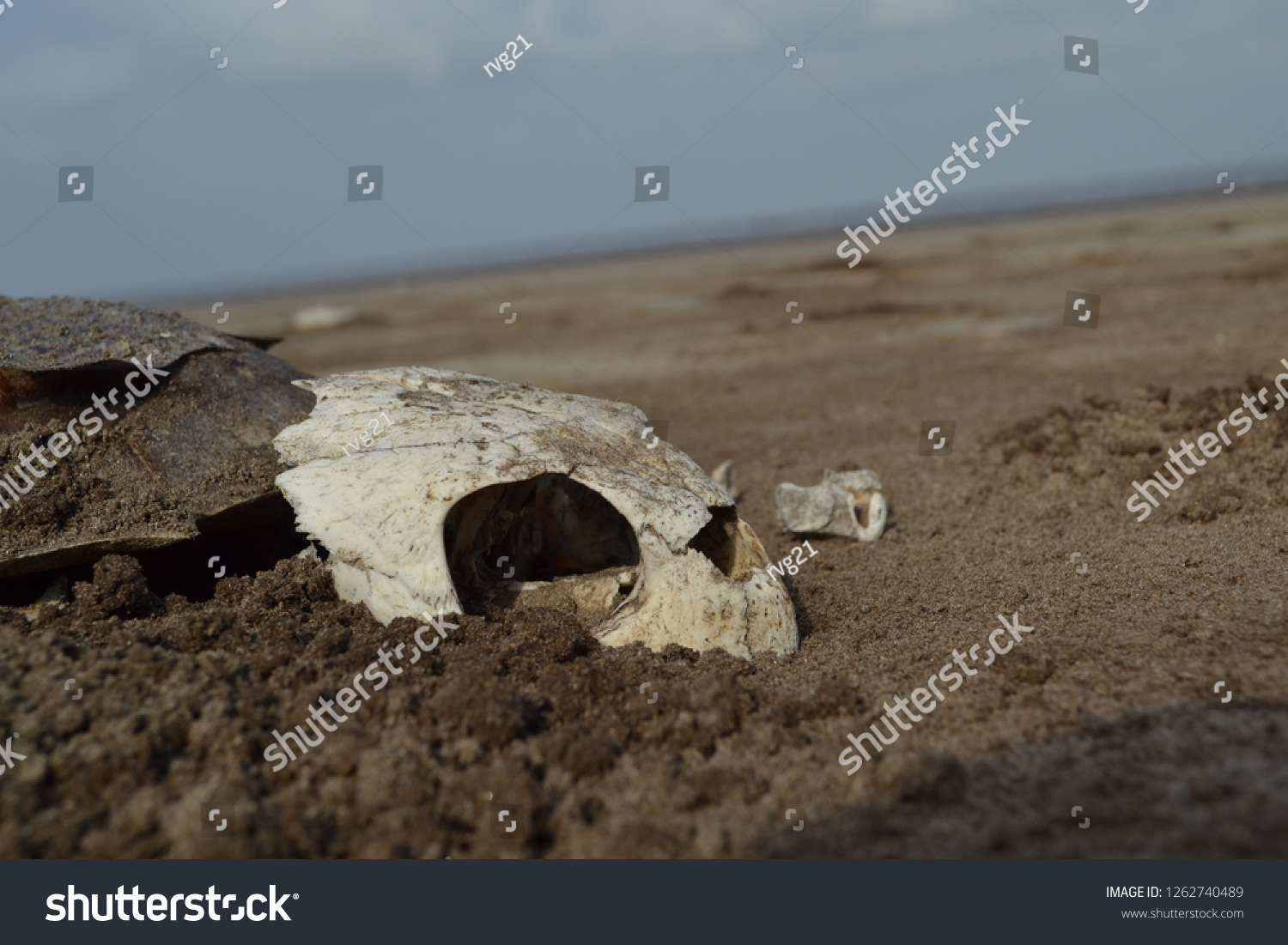 Dead Turtle Skeleton Stock Photo (Edit Now) 1262740489