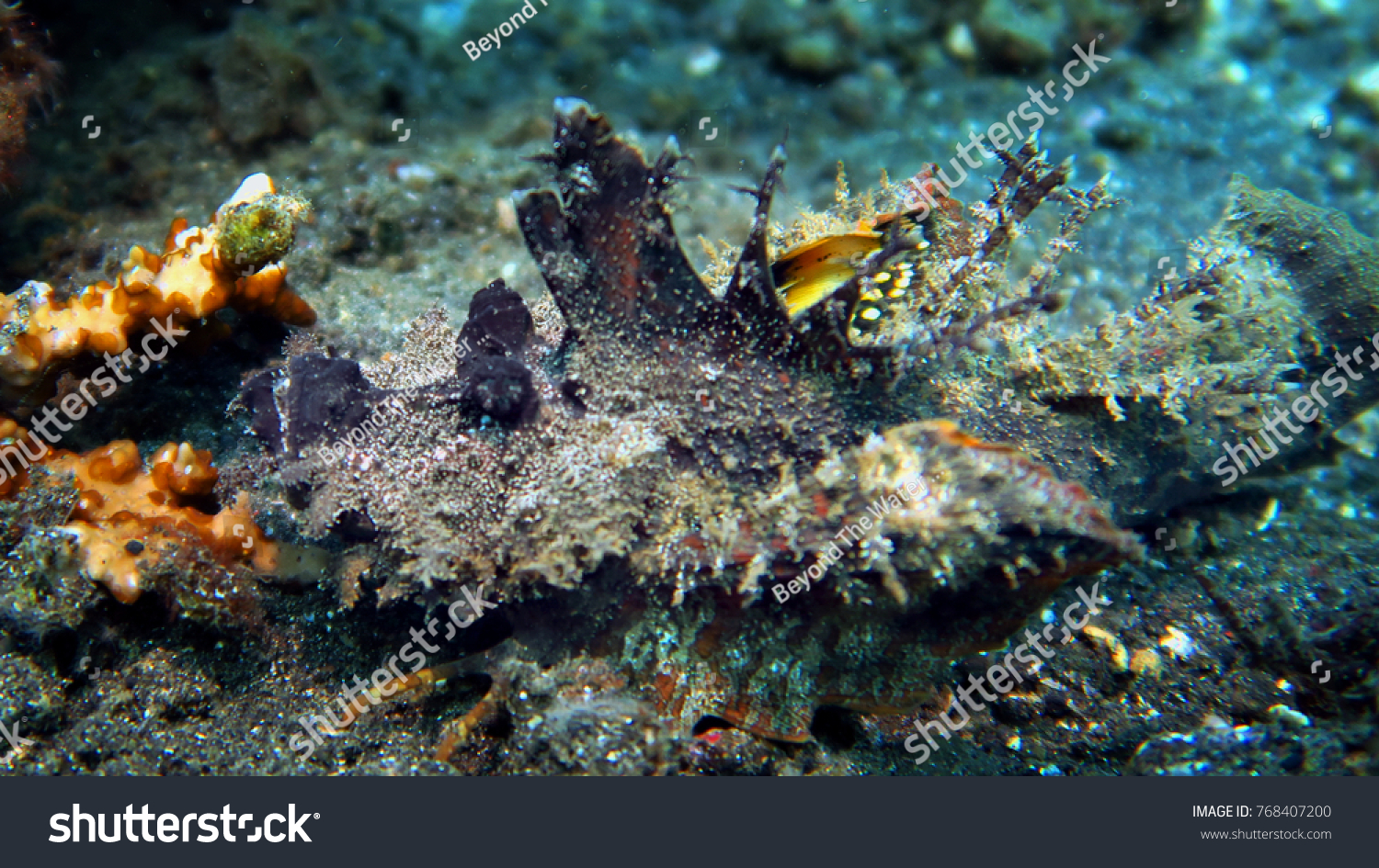 Devil Fish Devil Scorpion Fish Stock Photo 768407200 | Shutterstock